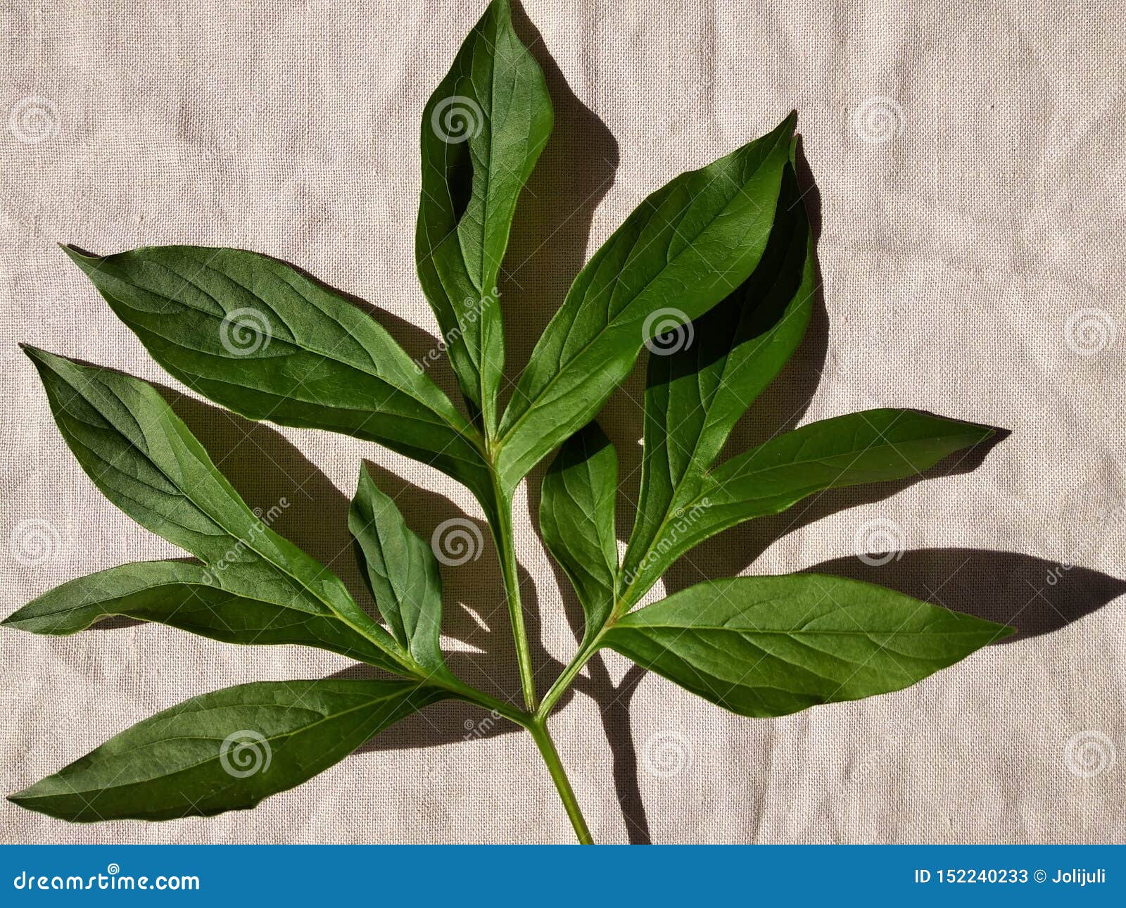 Peony leaf stock image. Image of background, fabric - 152240233