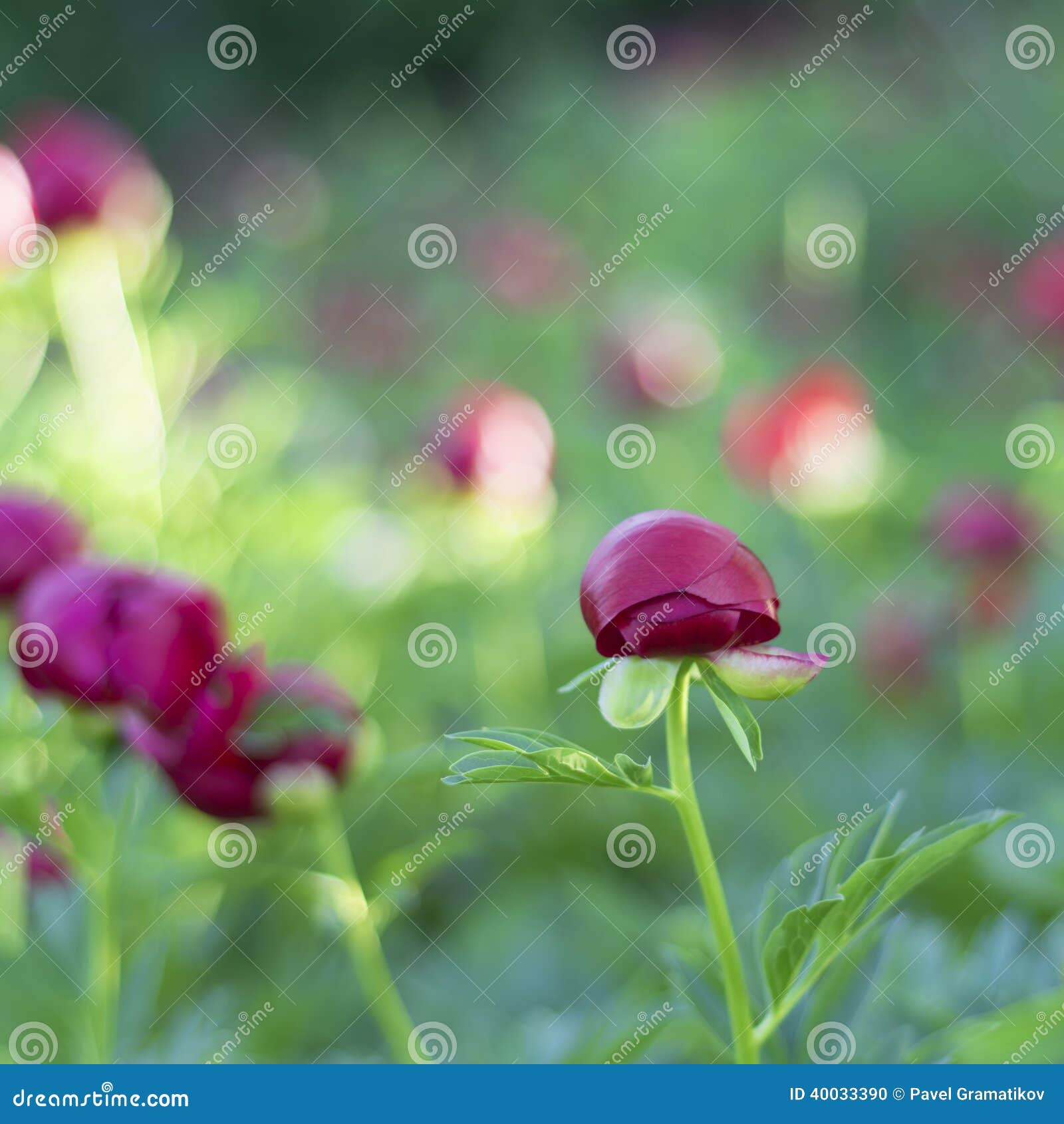Peony (Paeoniaceae) Field in Meadow Stock Photo - Image of fragile ...