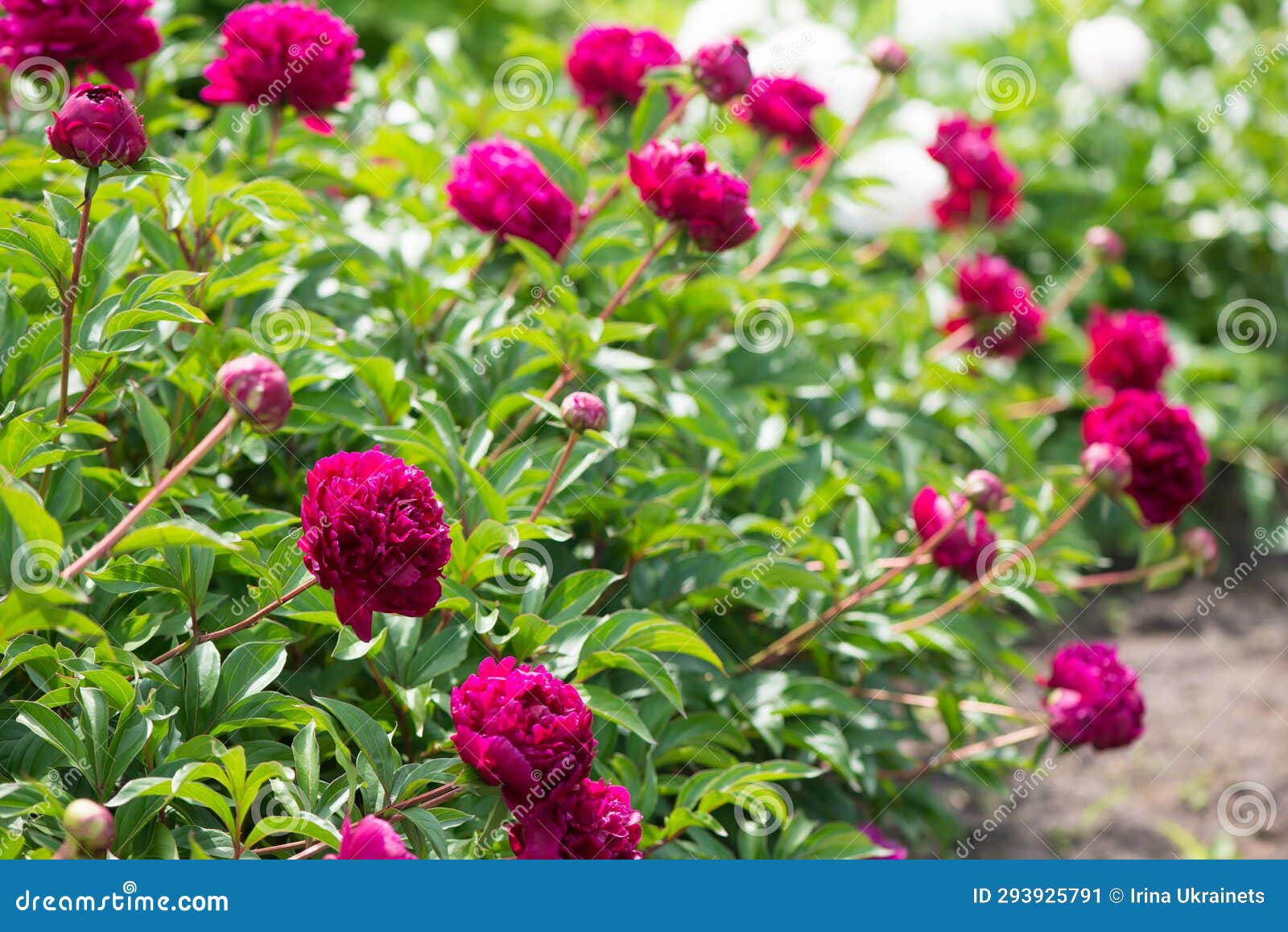The Peony Is Pink Beautiful Pink Flowers Many Peony Buds Flower Grove Stock Image Image Of