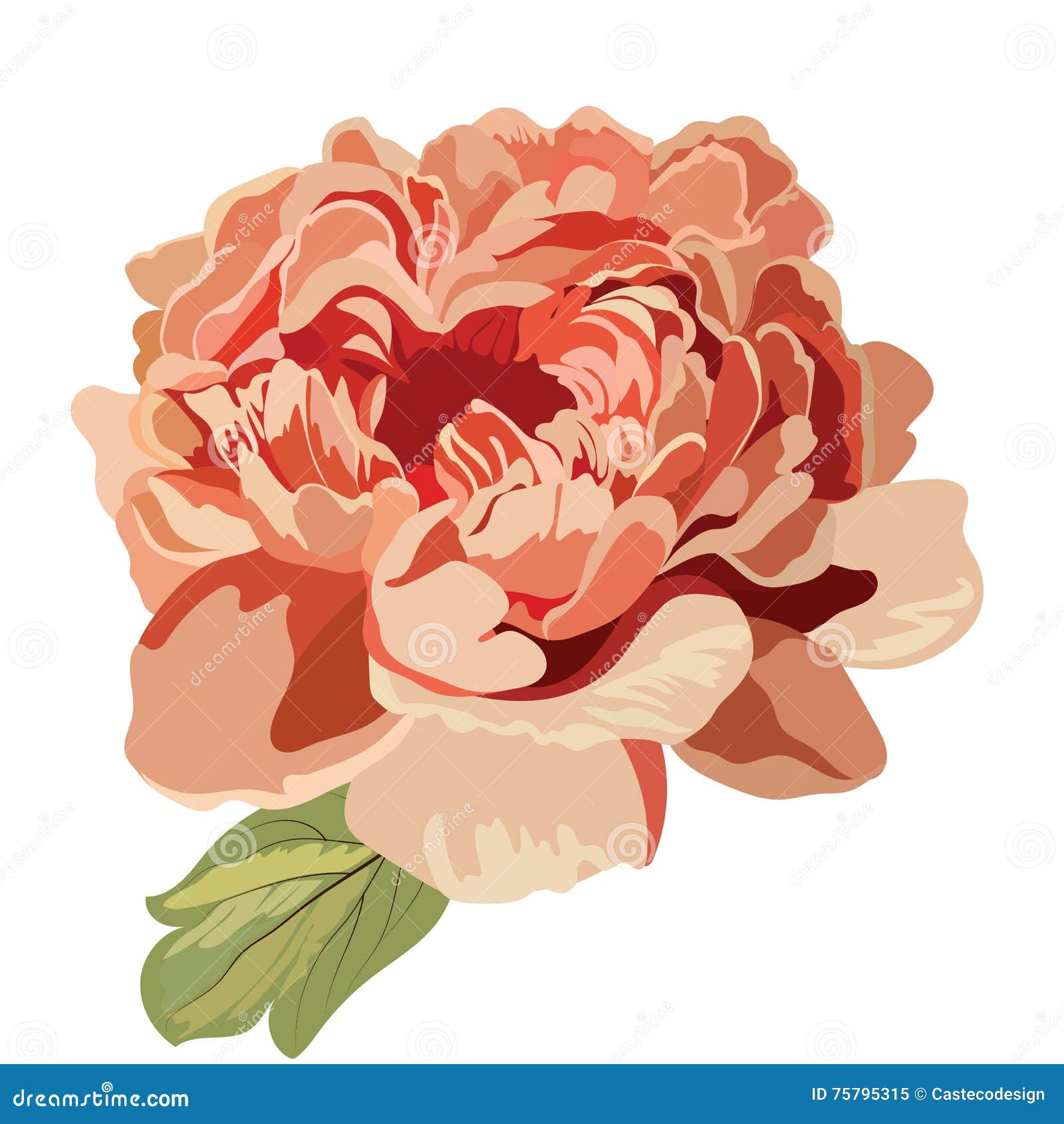 Peony pink flower isolated stock vector. Illustration of leaf - 75795315
