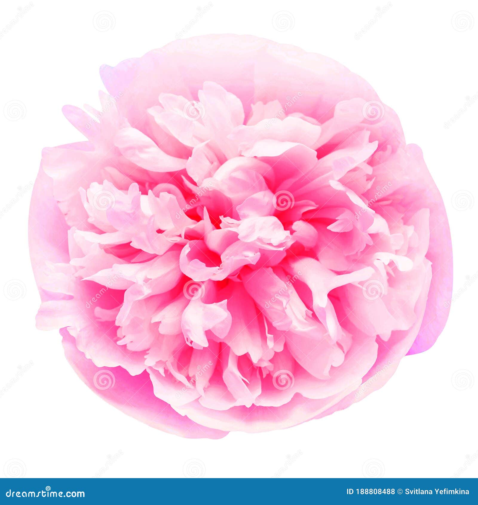 Peony Pink Head Flower Isolated on White Background Stock Photo - Image ...