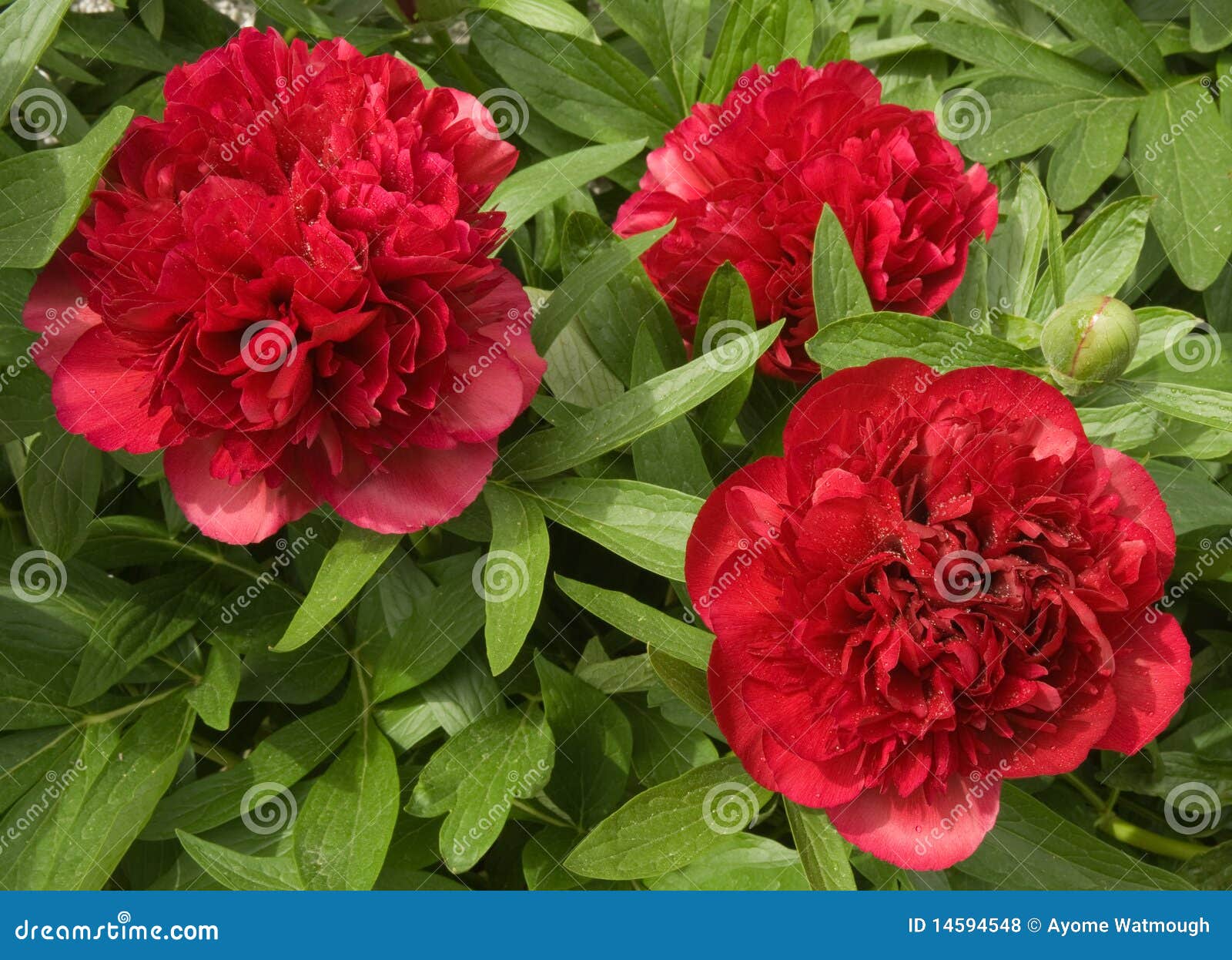 Peony Roses in the Garden in Springtime. Stock Photo - Image of ...