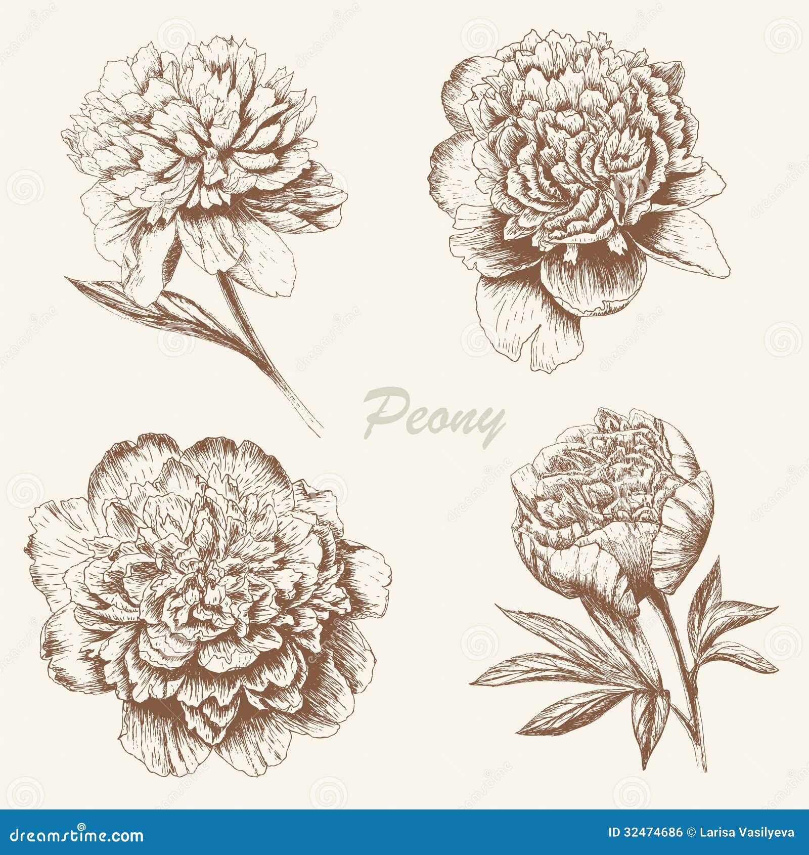 Peony set stock vector. Illustration of blooms, isolated - 32474686