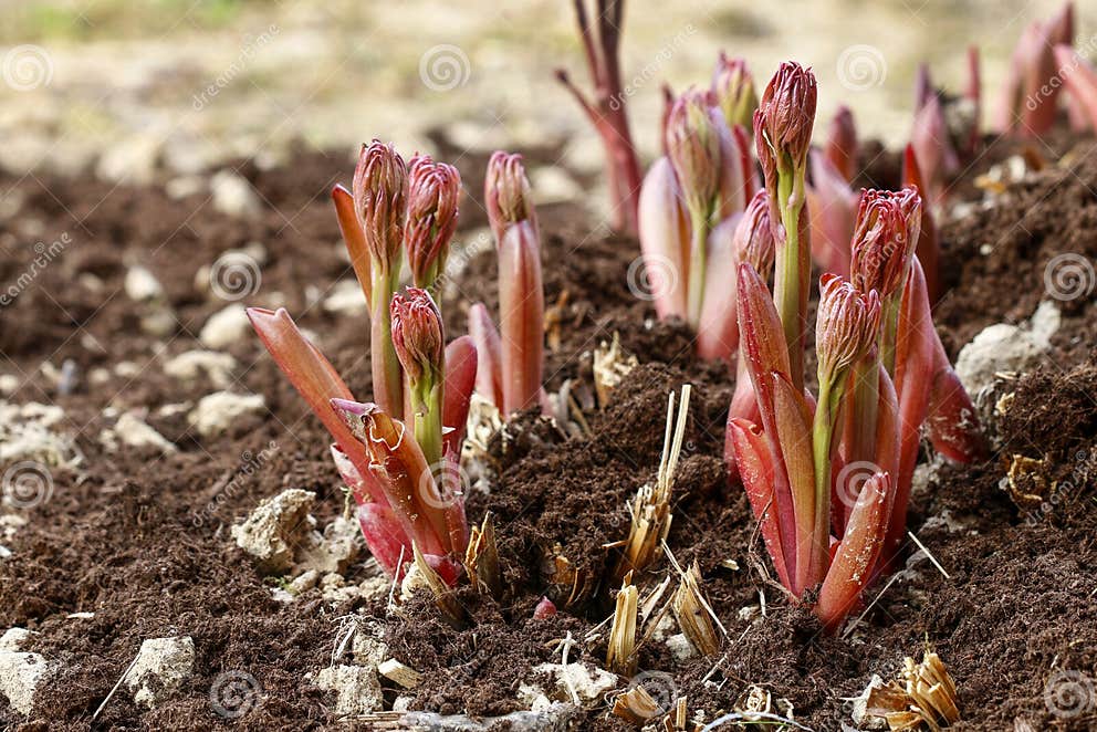 Peony Shoots Emerging from the Ground in Spring Stock Image - Image of ...
