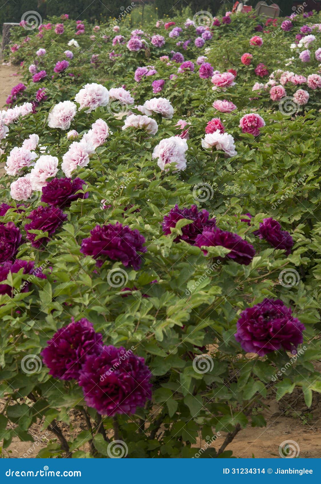 Peony stock photo. Image of pink, landscape, color, park - 31234314