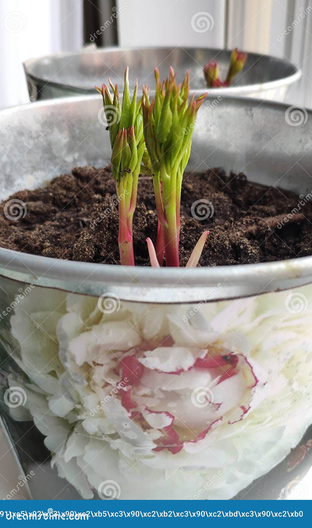 Peony Sprouts are Breaking through the Ground. Reproduction of Peonies ...