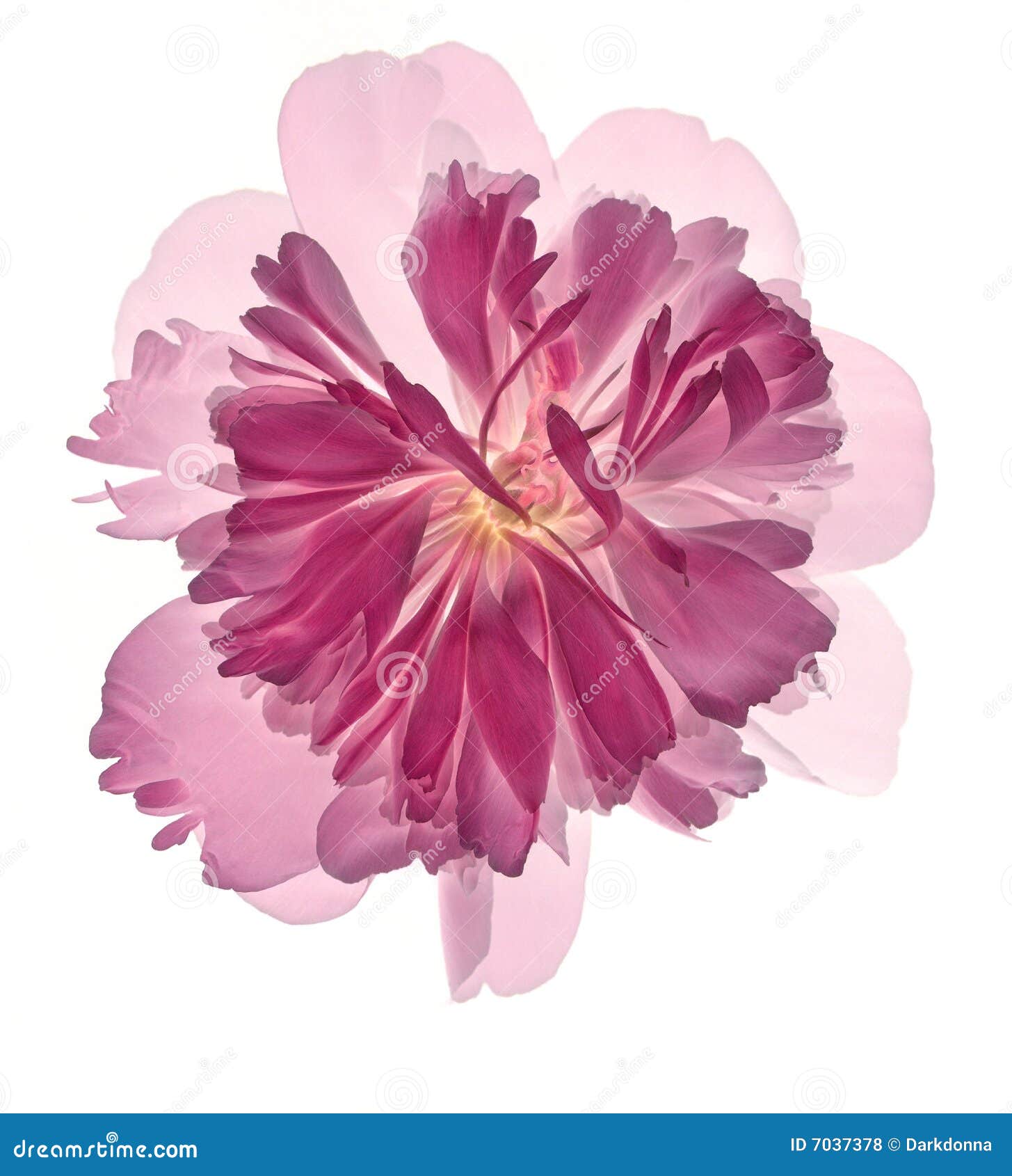 Scanography Stock Photos - Free & Royalty-Free Stock Photos from Dreamstime