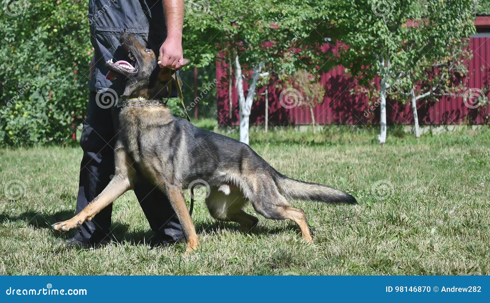 People and Animals, Man Working As Dog Trainer Stock Photo - Image of ...