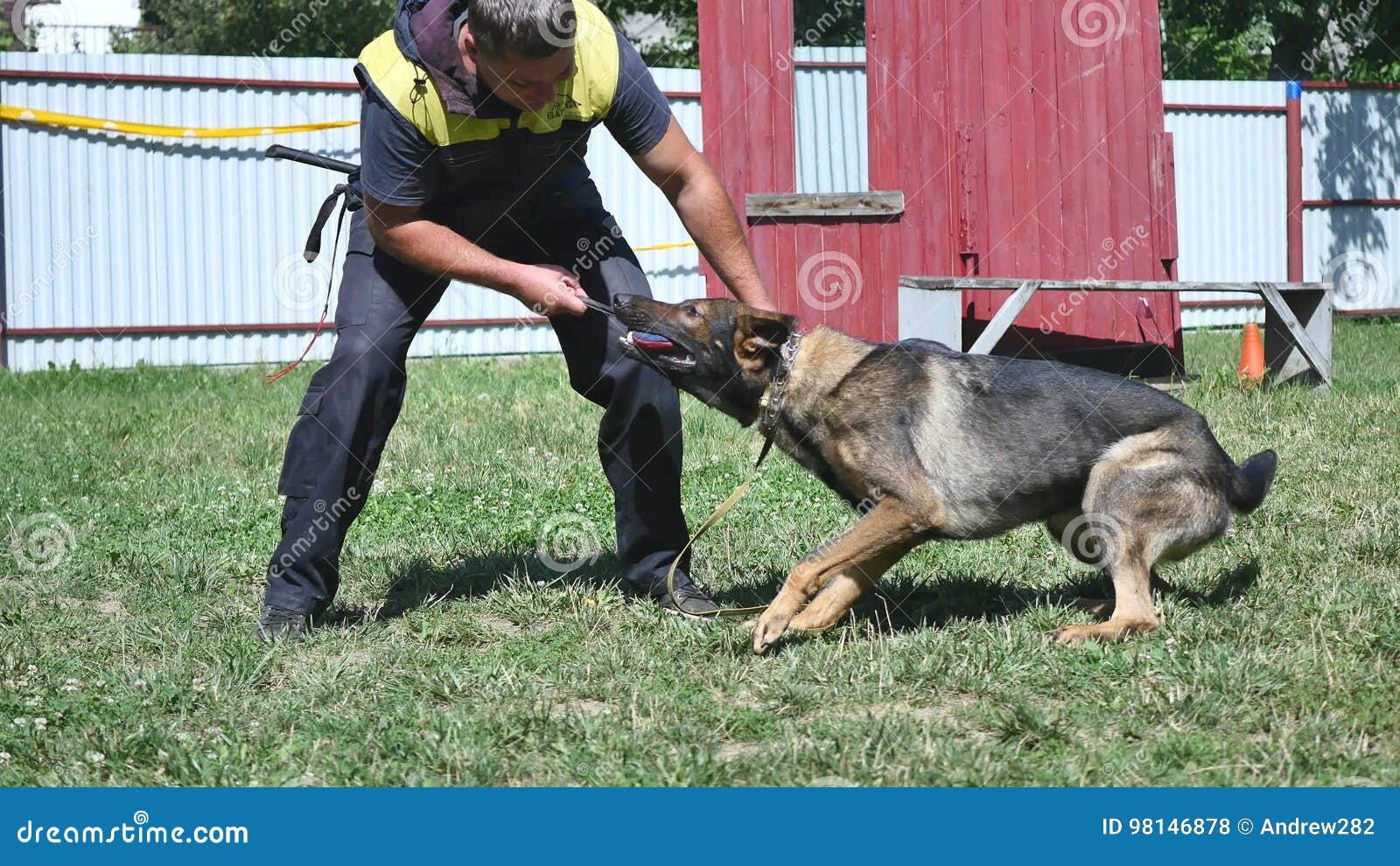 People and Animals, Man Working As Dog Trainer Stock Photo - Image of ...