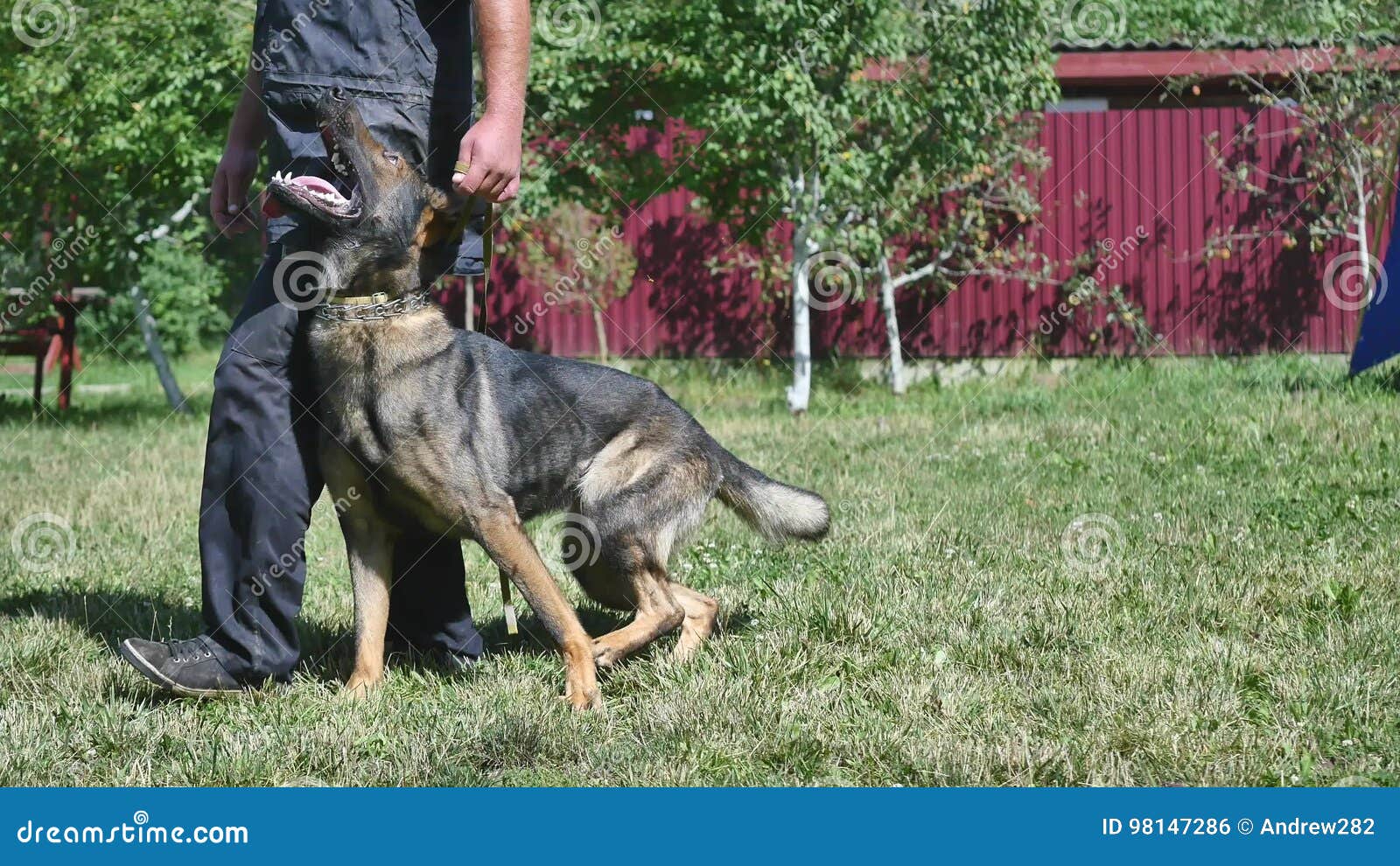 People and Animals, Man Working As Dog Trainer Stock Photo - Image of ...