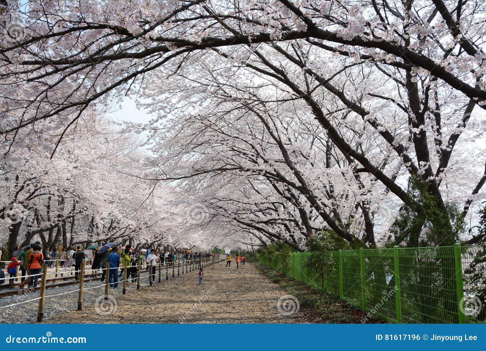 People editorial photo. Image of cherry, destination - 81617196