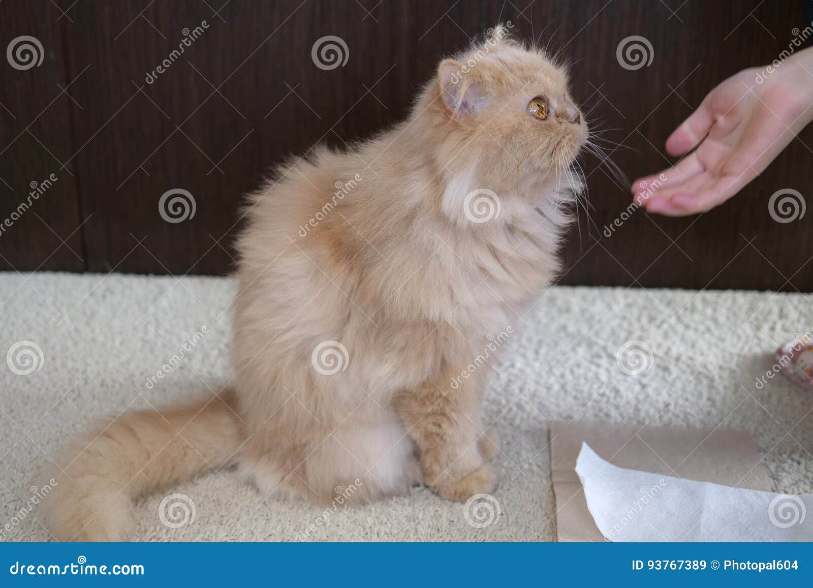 People Asking for Shake Hand with Persian Cat Stock Image - Image of ...