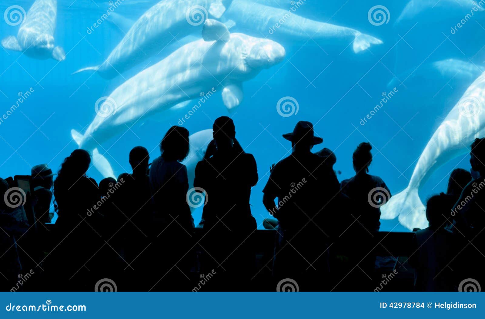 People and Beluga whale editorial stock image. Image of georgia - 42978784