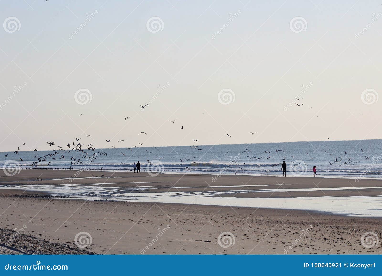 People And Birds Enjoying The Beach Stock Image | CartoonDealer.com ...