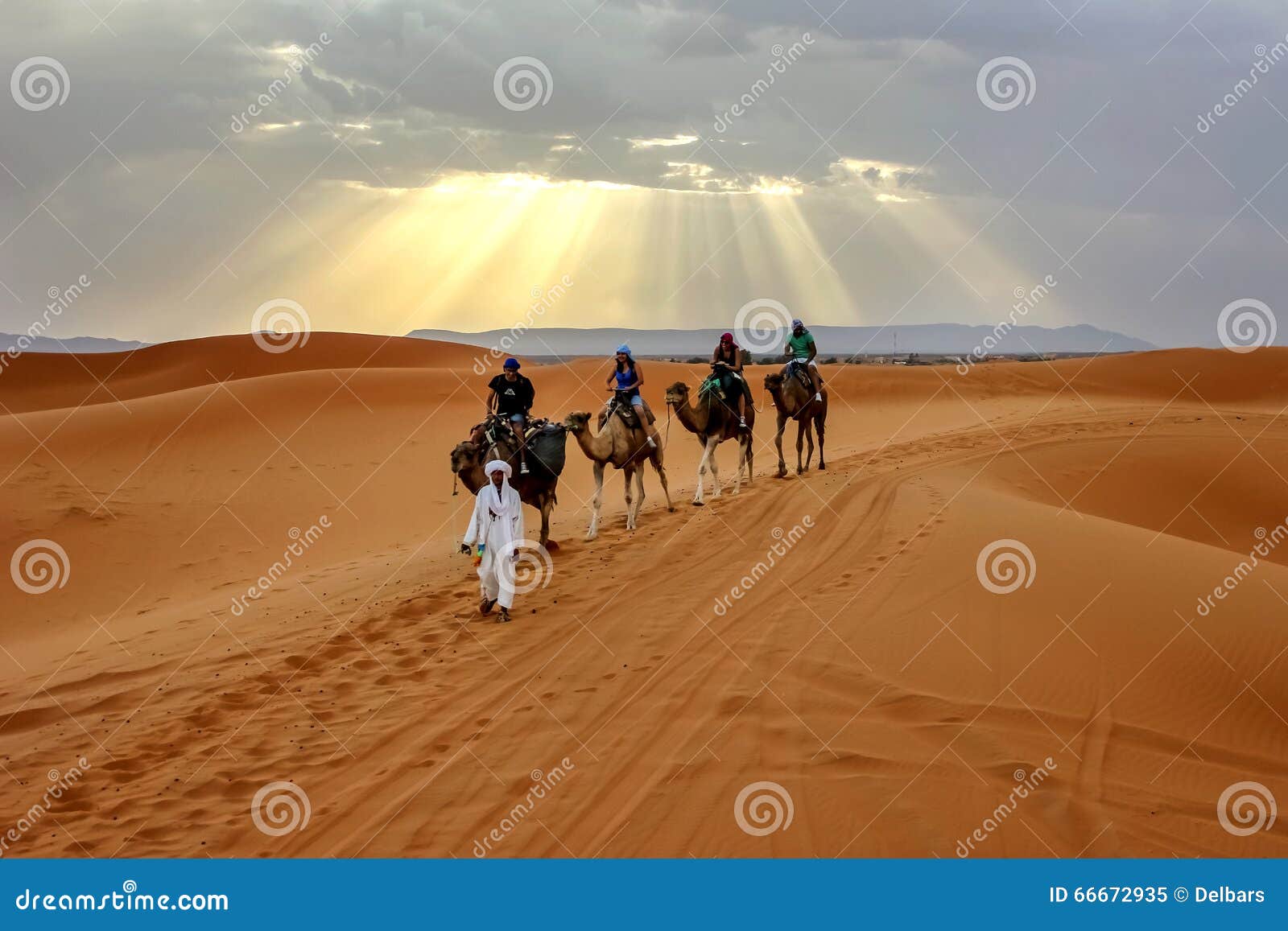 Camel Desert Sunset Wallpaper
