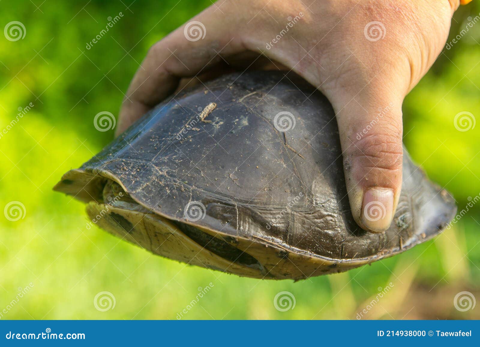 People Catch Turtles for Food. Human Pet Turtle Stock Photo - Image of ...
