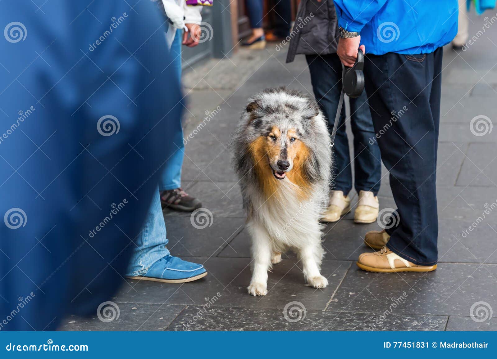 People with a collie dog stock image. Image of pets, animal - 77451831