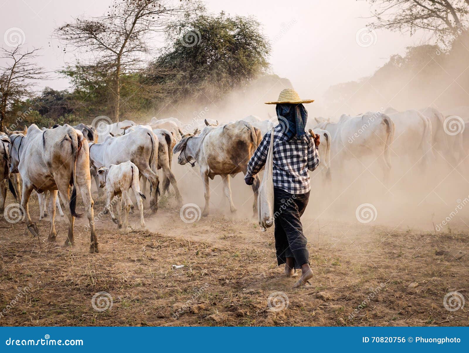 Row Of Cows Going To Be Milked, Tractor Drives Behind Cows Walking ...