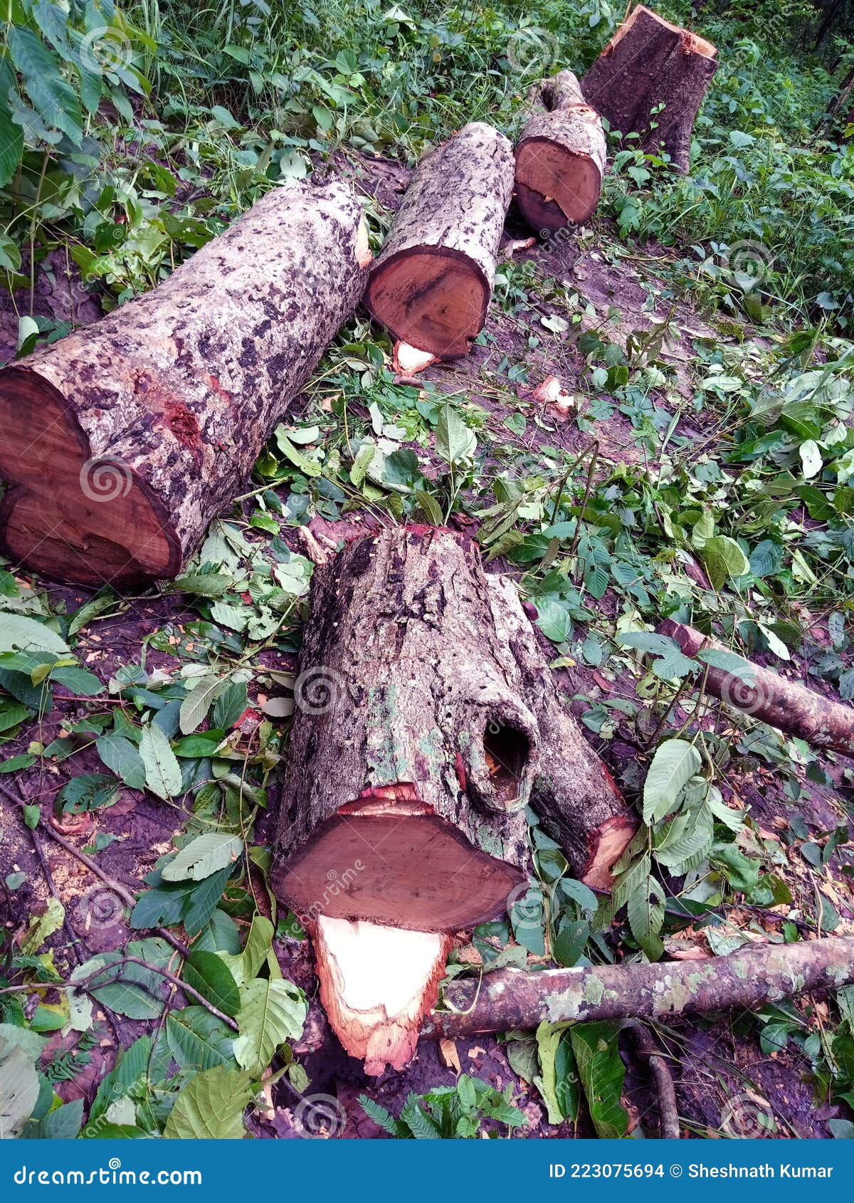 People Cut Down the Tree from the Root Itself. Stock Photo - Image of ...