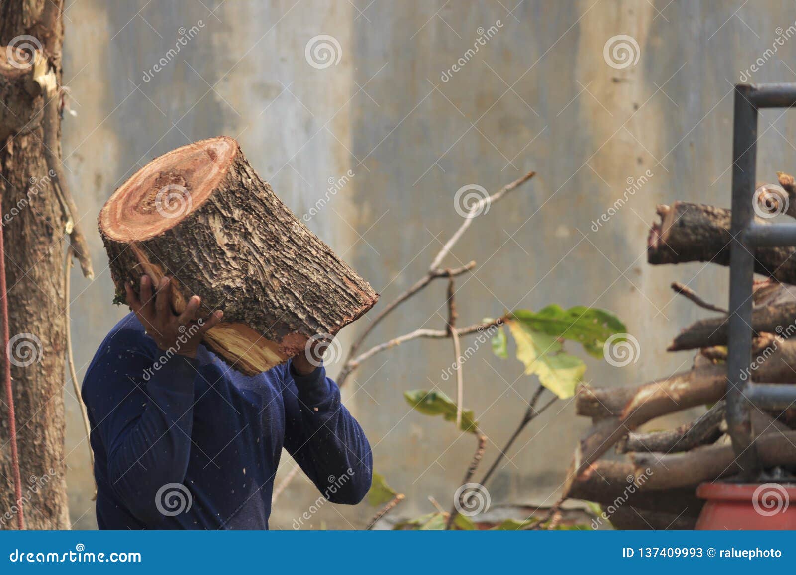 People are Cutting Down Trees with a Chainsaw Engine Stock Image ...