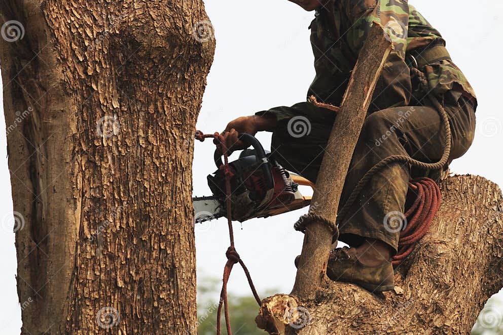 People are Cutting Down Trees with a Chainsaw Engine Stock Image ...