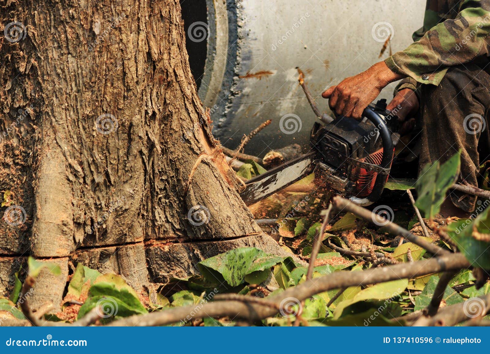 People are Cutting Down Trees with a Chainsaw Engine Stock Photo ...