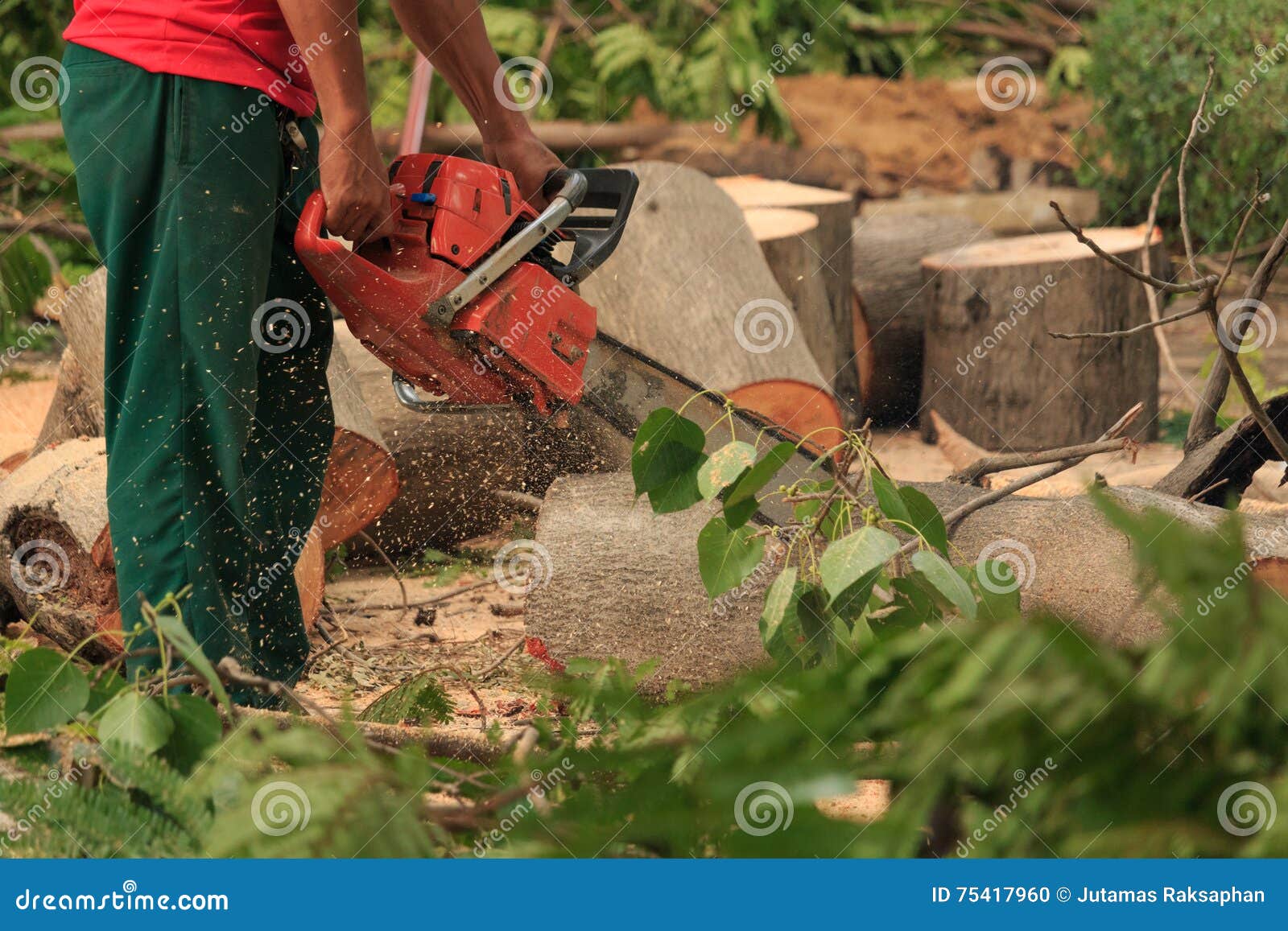 People cutting trees. stock photo. Image of male, cutter - 75417960