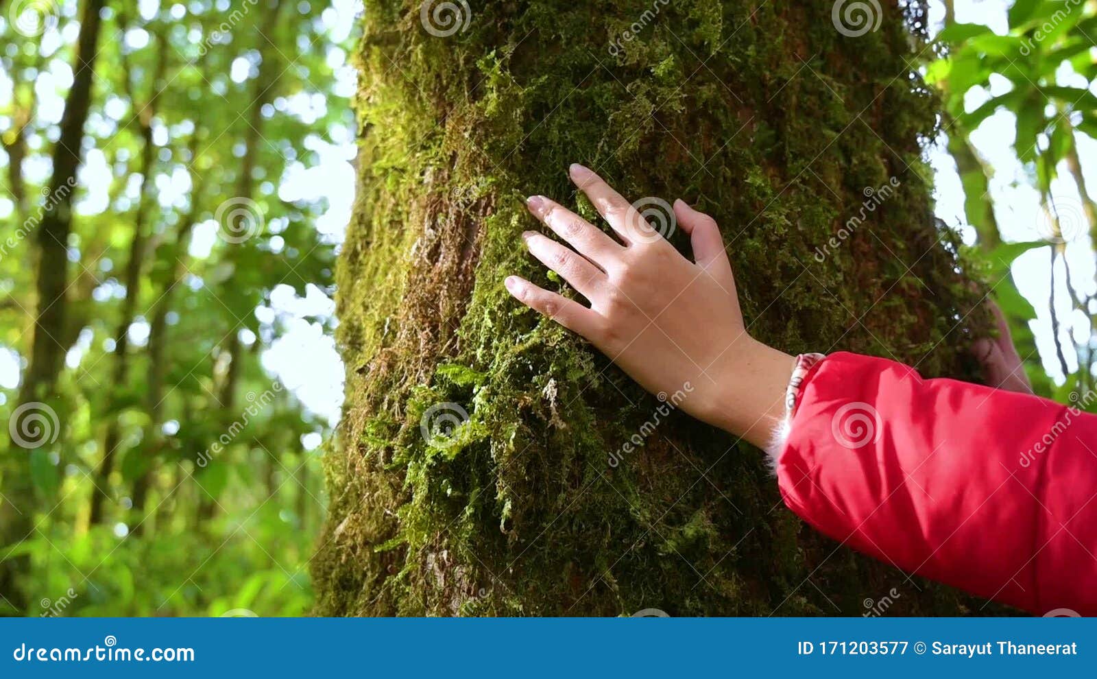 People are Embracing the Concept of Preserving Trees and Nature, the ...