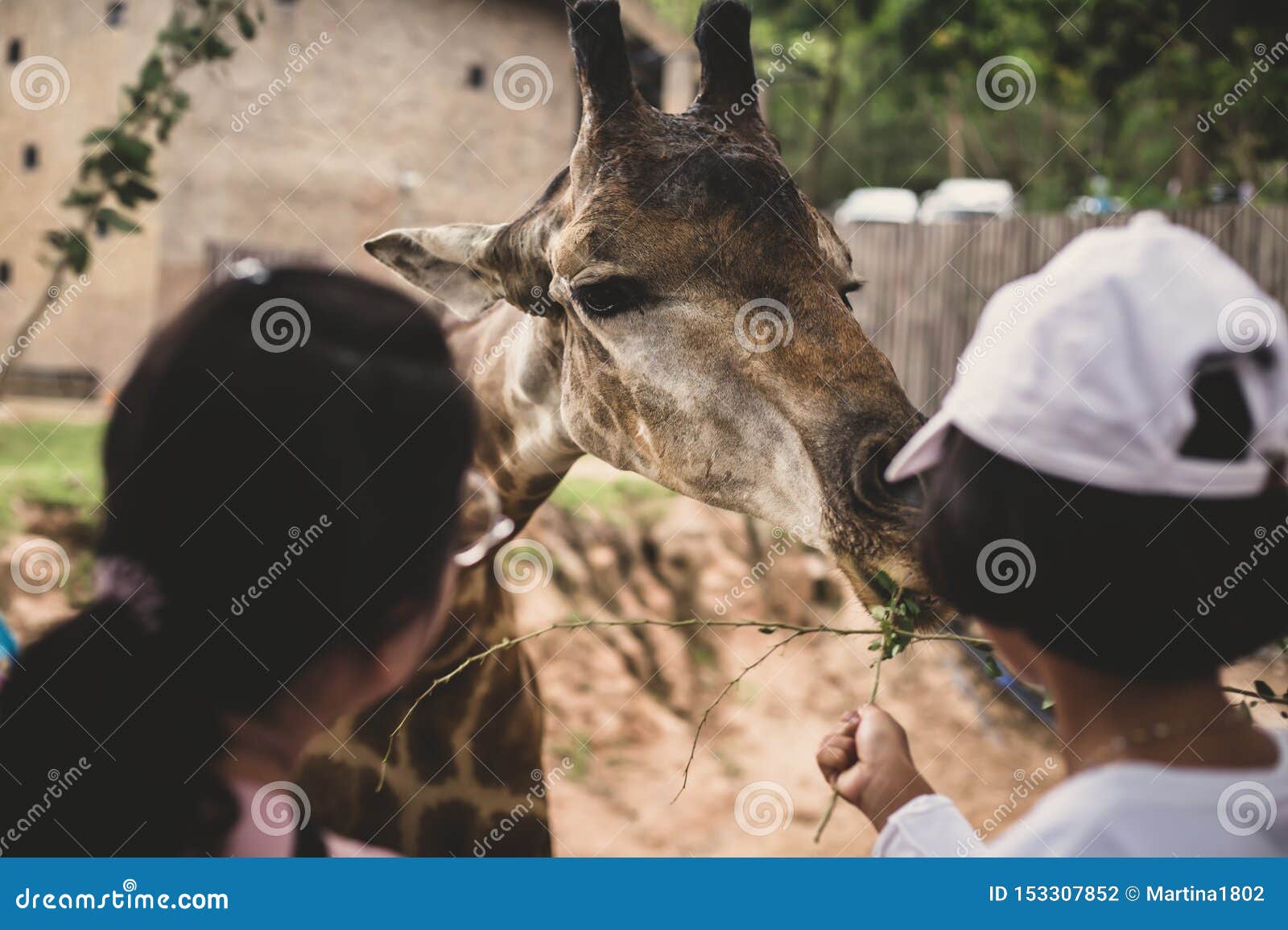 People Feed a Giraffe at the Zoo Stock Photo - Image of family, safari ...