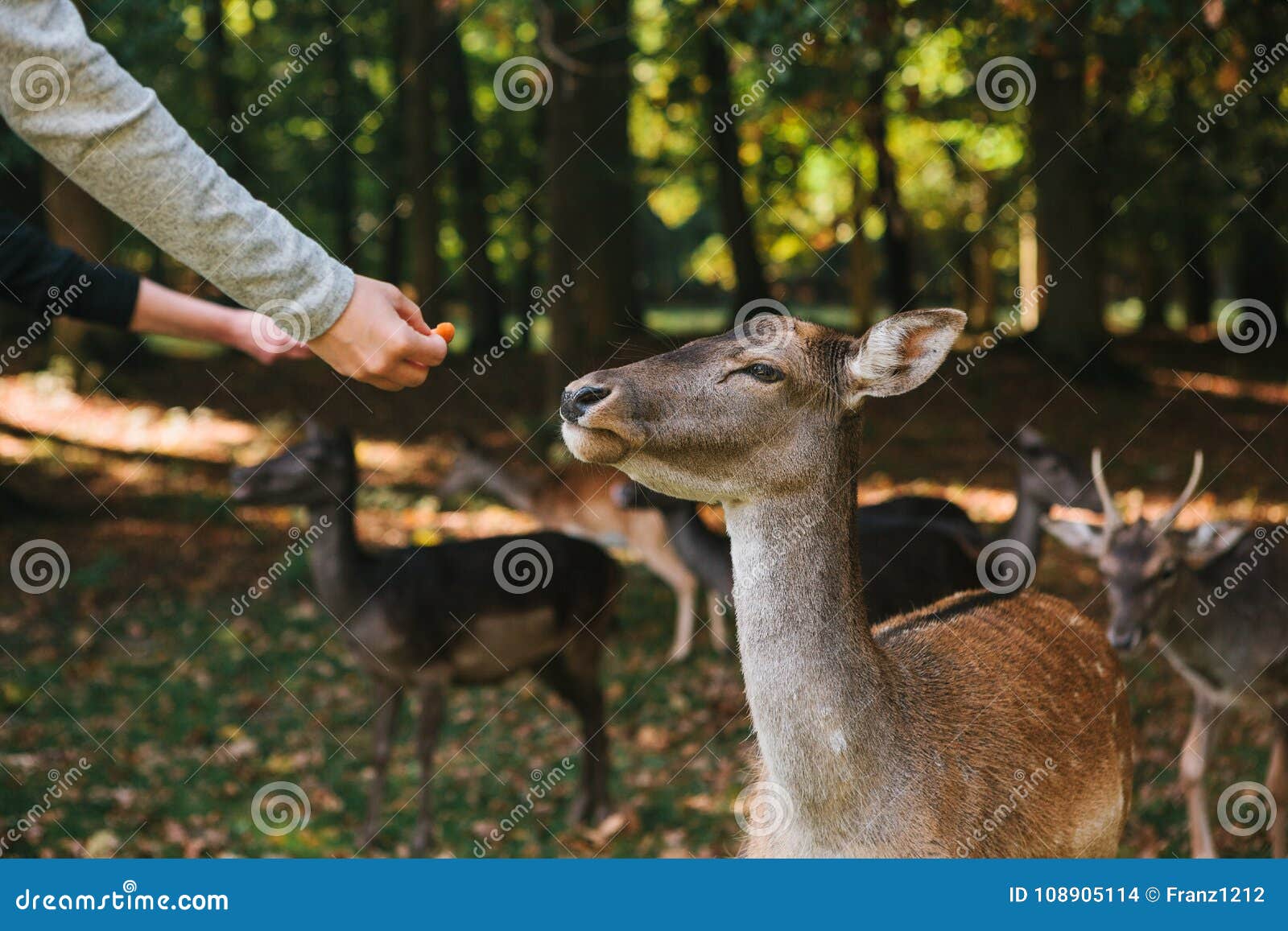People Feed a Group of Deer in the Forest. Caring for Animals. Stock ...