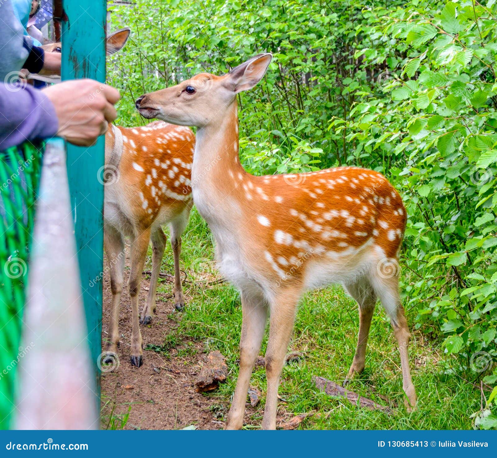 People Feed The Red Deer From The Hands Stock Image | CartoonDealer.com ...