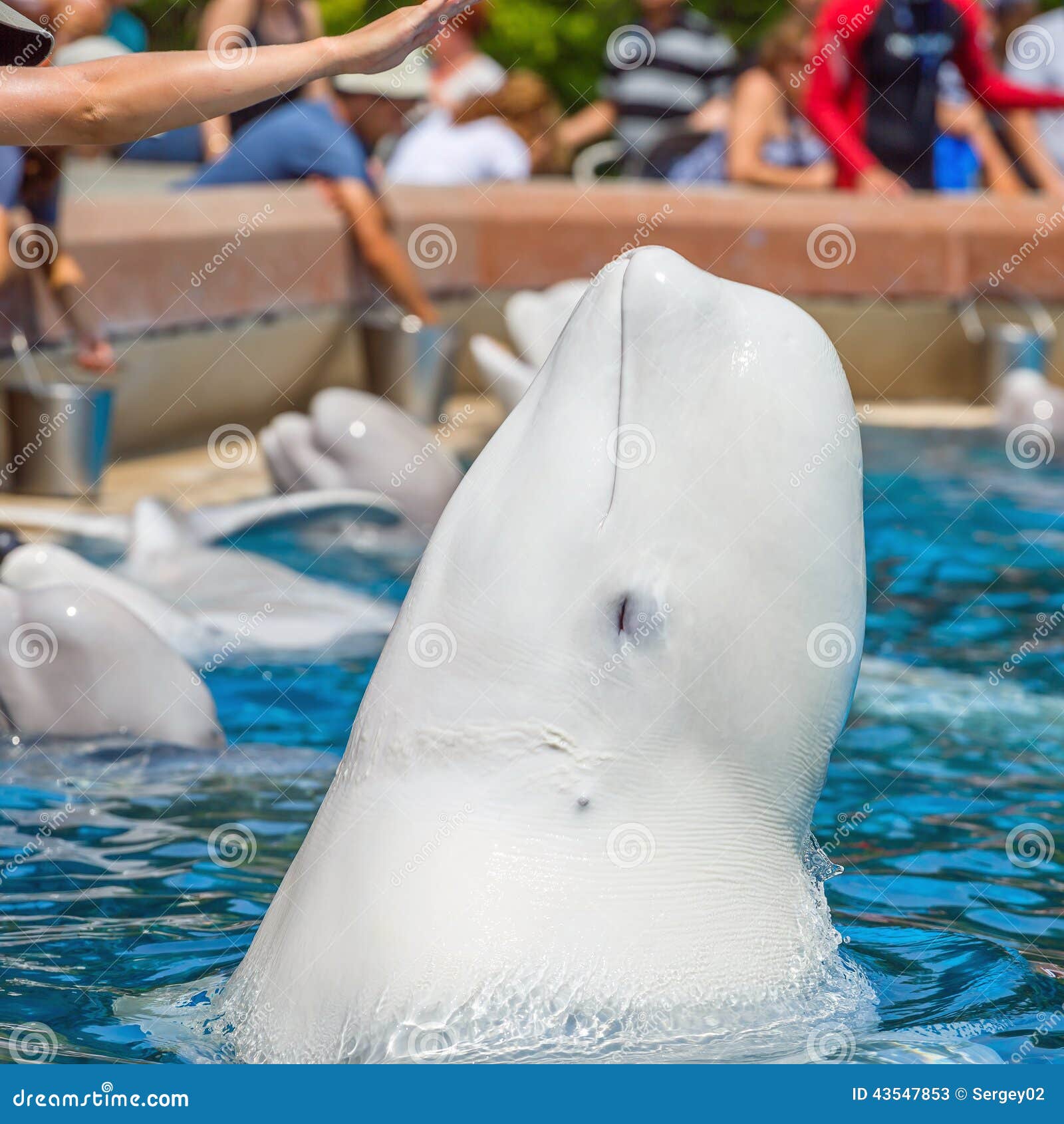 People feeding belugas stock image. Image of nature, people - 43547853