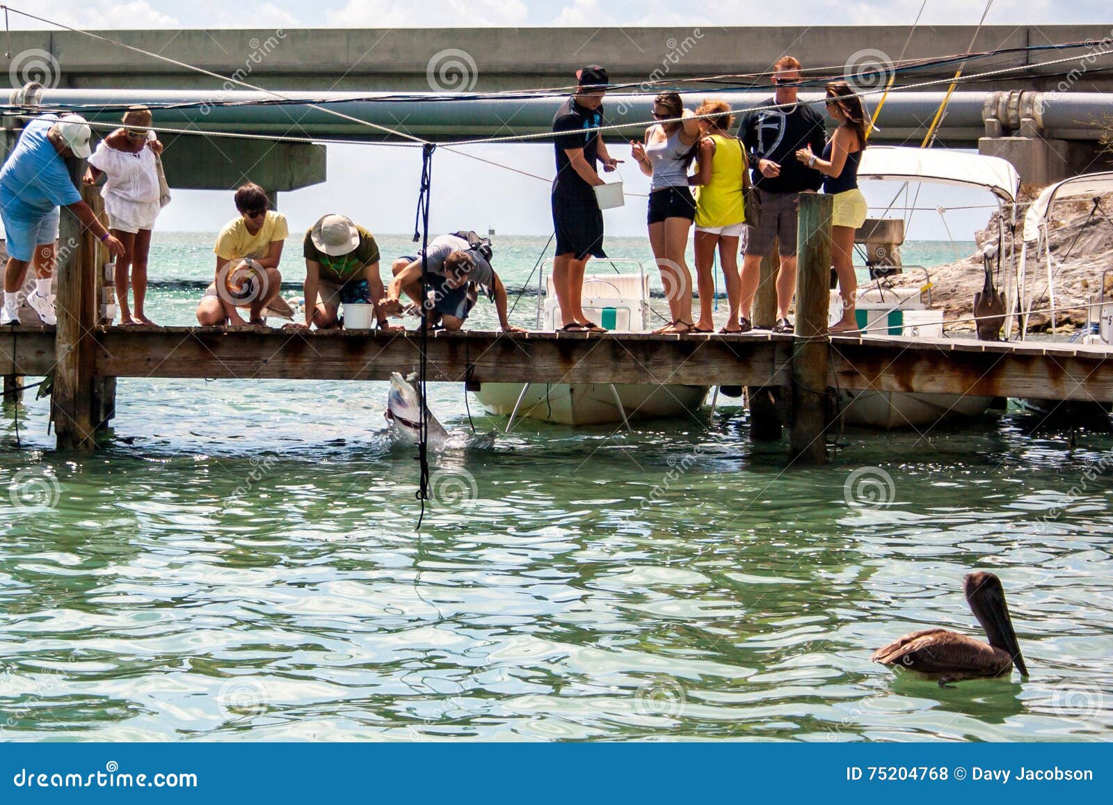 People Feeding Fish in the Sea Stock Photo - Image of families, wooden ...