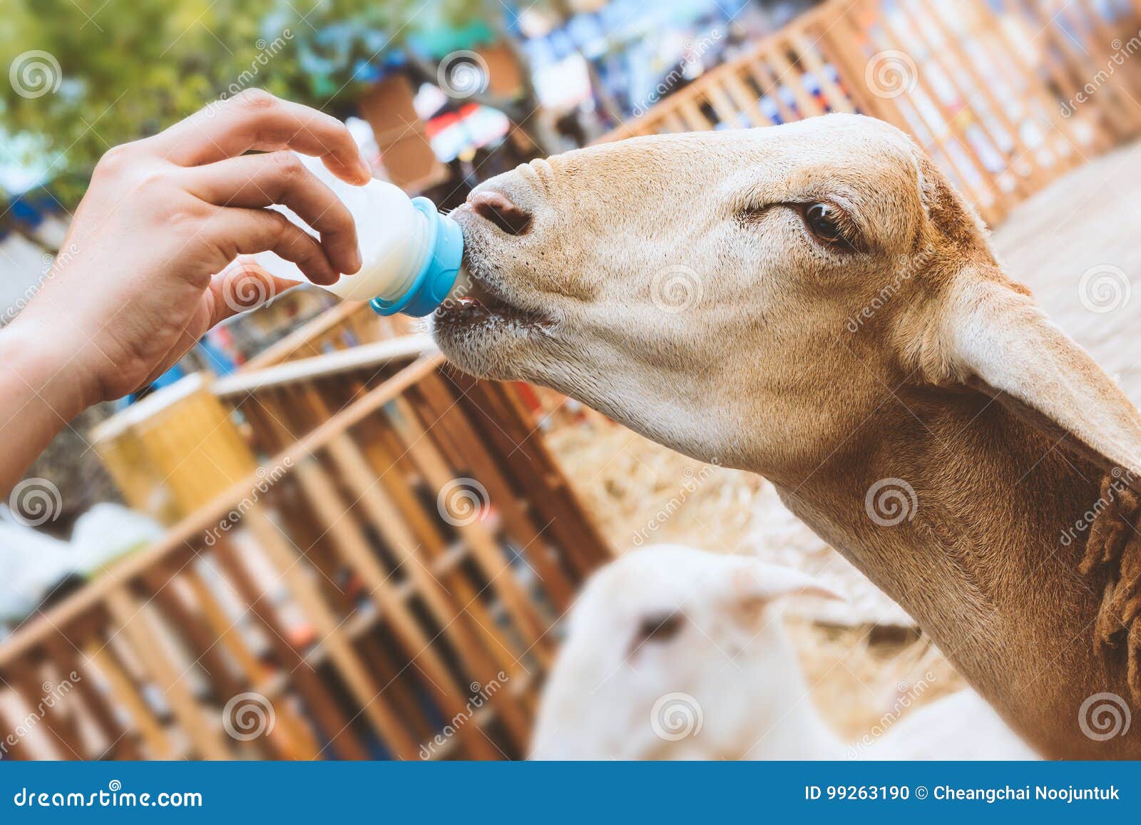 People feeding goat stock photo. Image of agricultural - 99263190