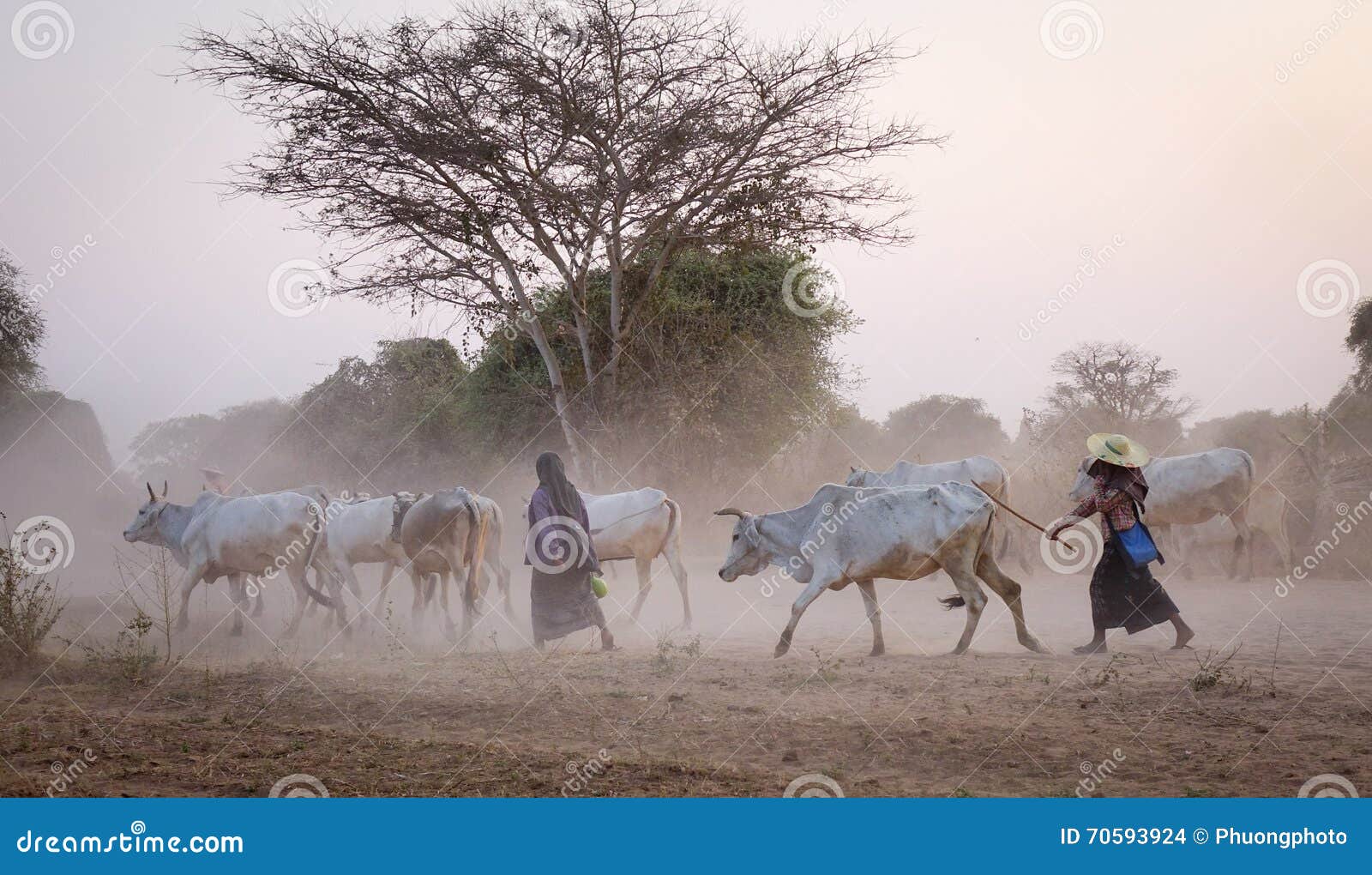 People Follow the Cows in Bagan, Myanmar Editorial Stock Image - Image ...