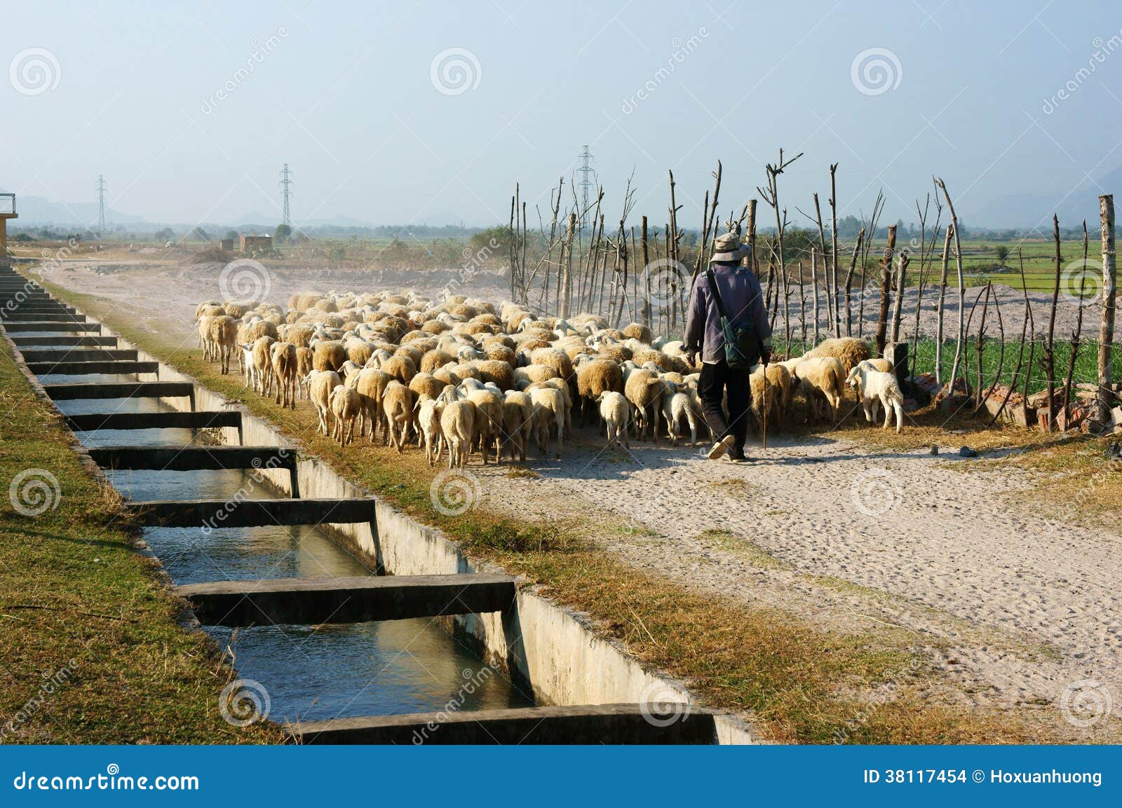 People graze herd of sheep editorial stock image. Image of peaceful ...