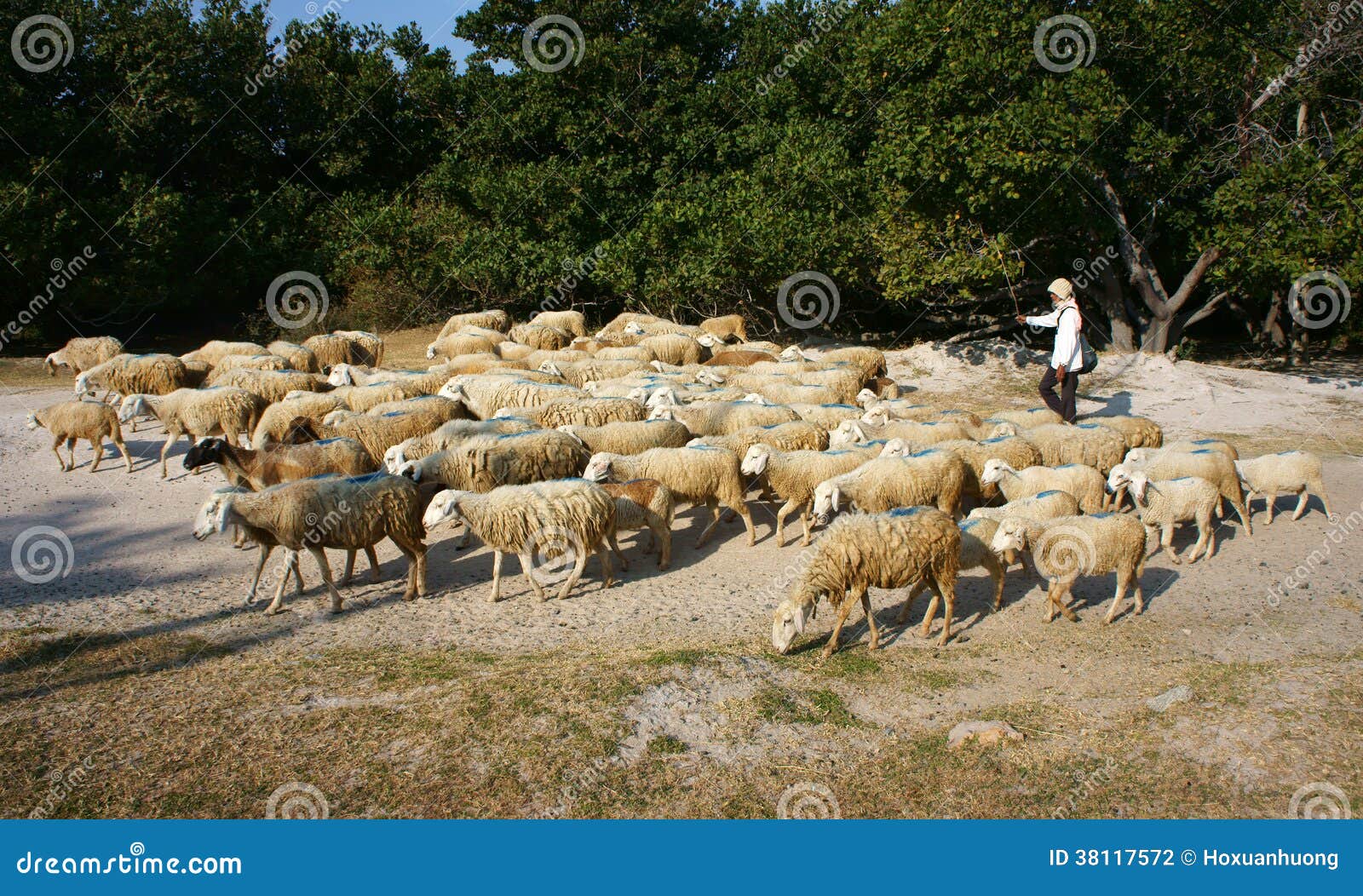 126 Sheep Path Herd Walking Stock Photos - Free & Royalty-Free Stock ...