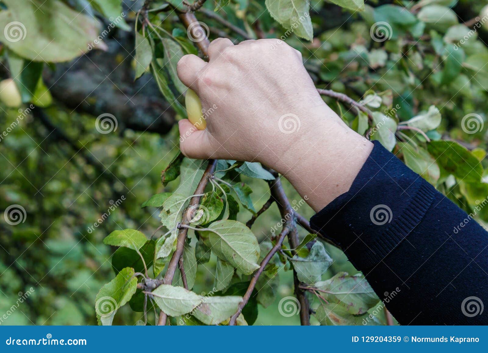 Man plucking apple stock image. Image of cider, plucking - 129204359