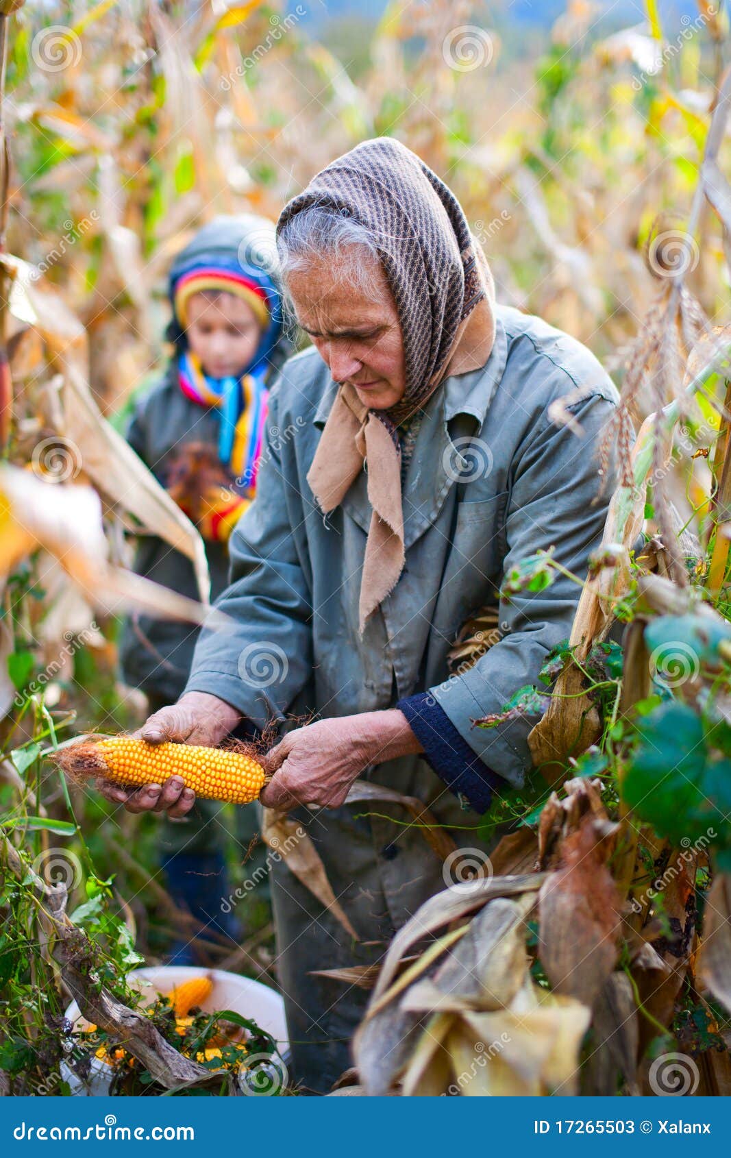 People harvesting corn stock image. Image of lawn, farm - 17265503