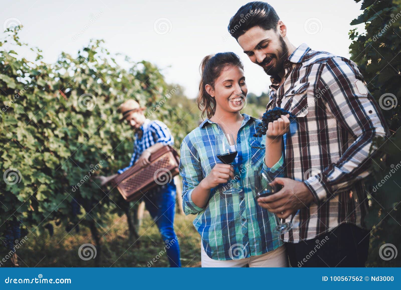 People Harvesting Grapes at Winegrower Vineyard Stock Photo - Image of ...