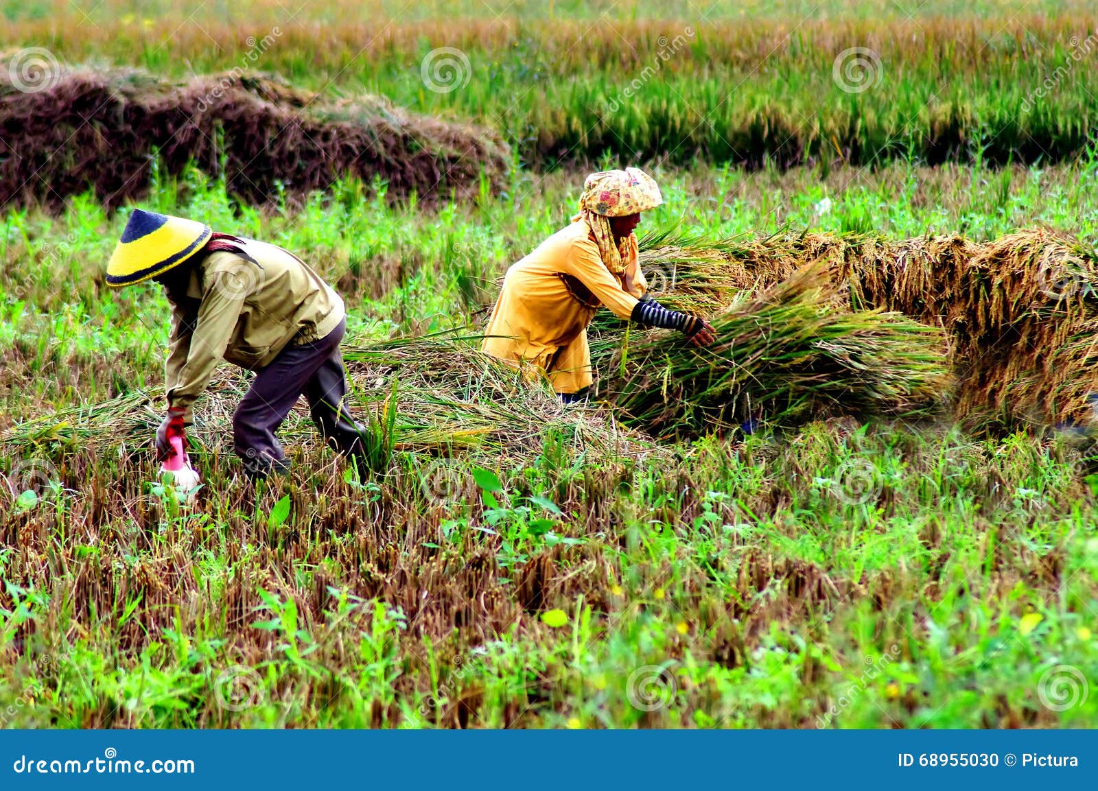 People Harvesting a Paddy Field Editorial Image - Image of scenic ...