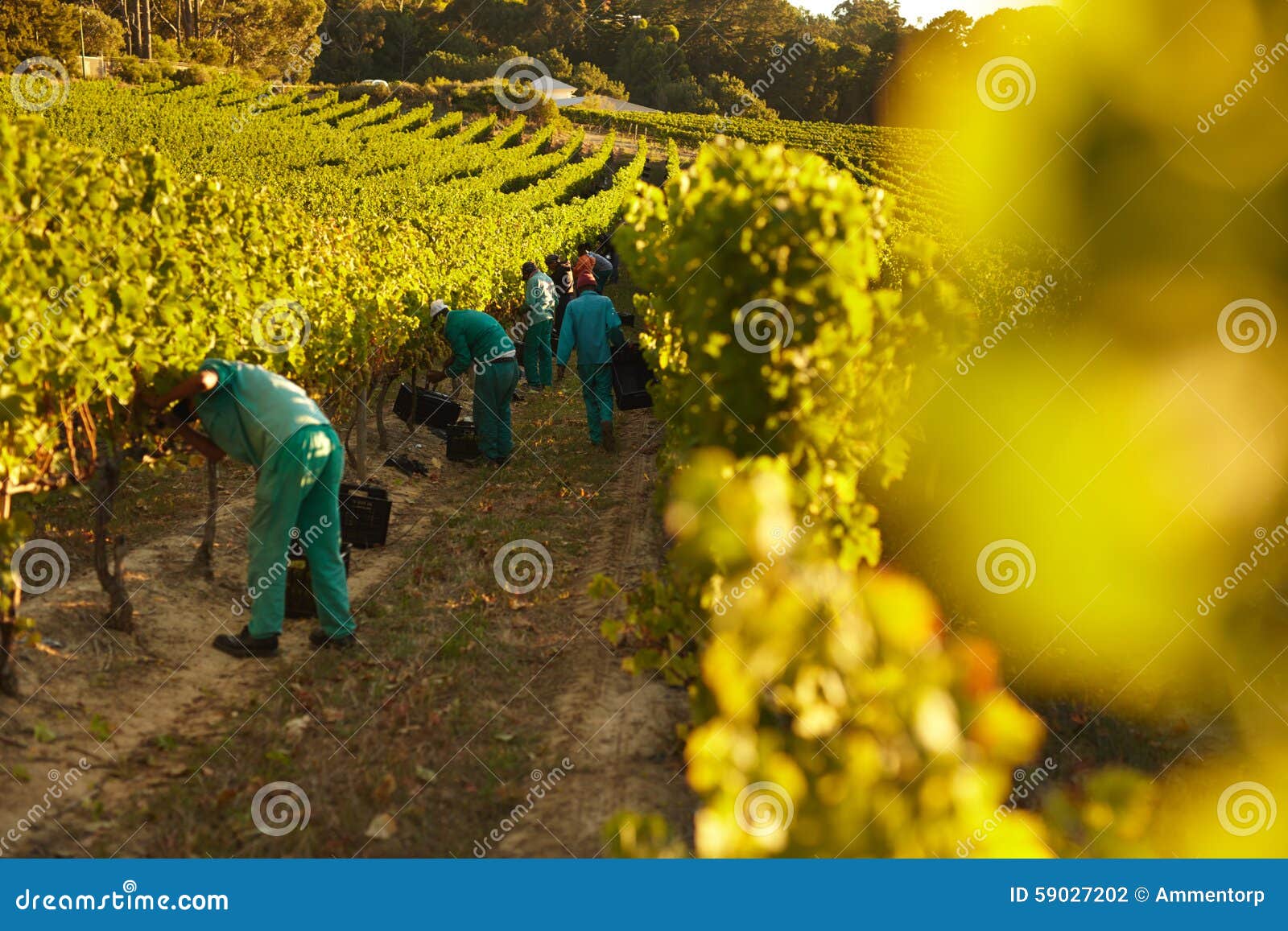 People Harvesting in Vineyard Stock Photo - Image of outdoors ...