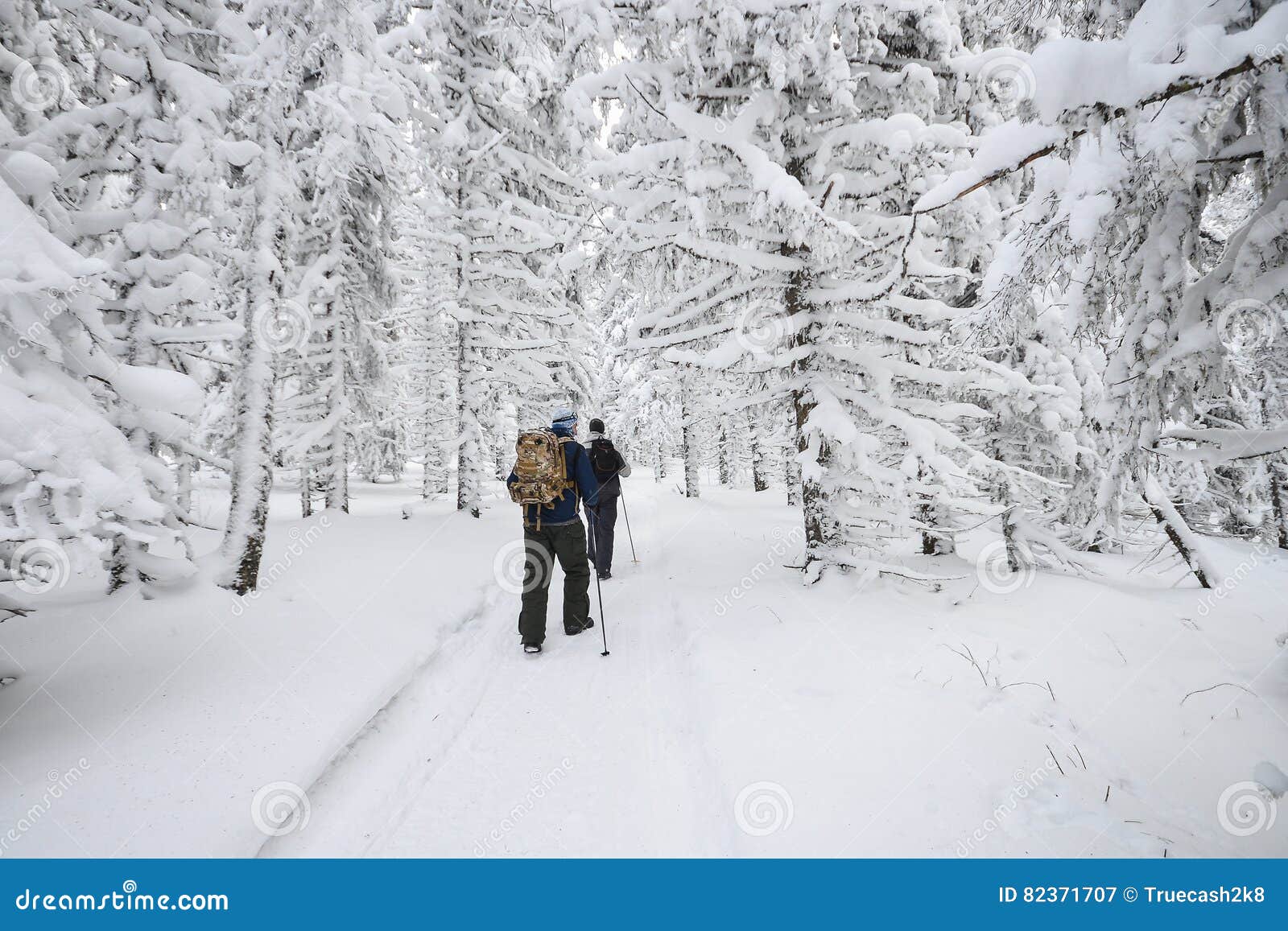 People Hiking in Mountain Winter Forest Covered by Snow Stock Image ...