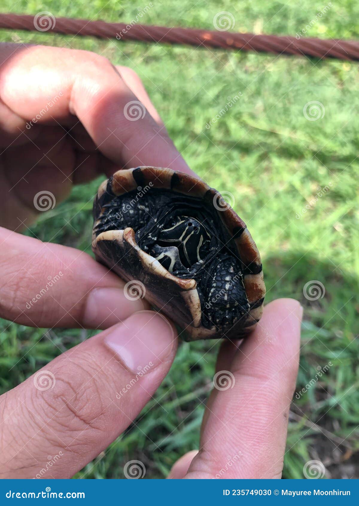 People Hold Cute Turtle Head in the Hard Shell Stock Photo - Image of ...