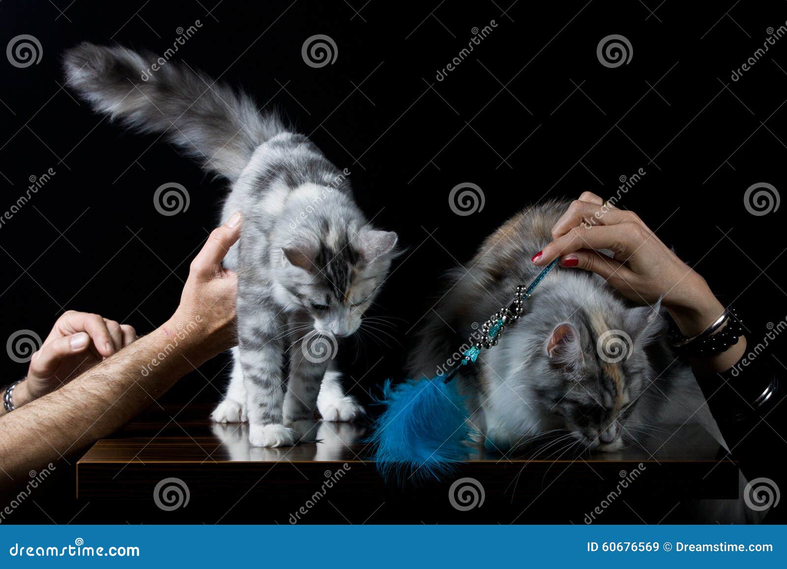 People Holding Two Cats with Hand Stock Image - Image of alertness ...