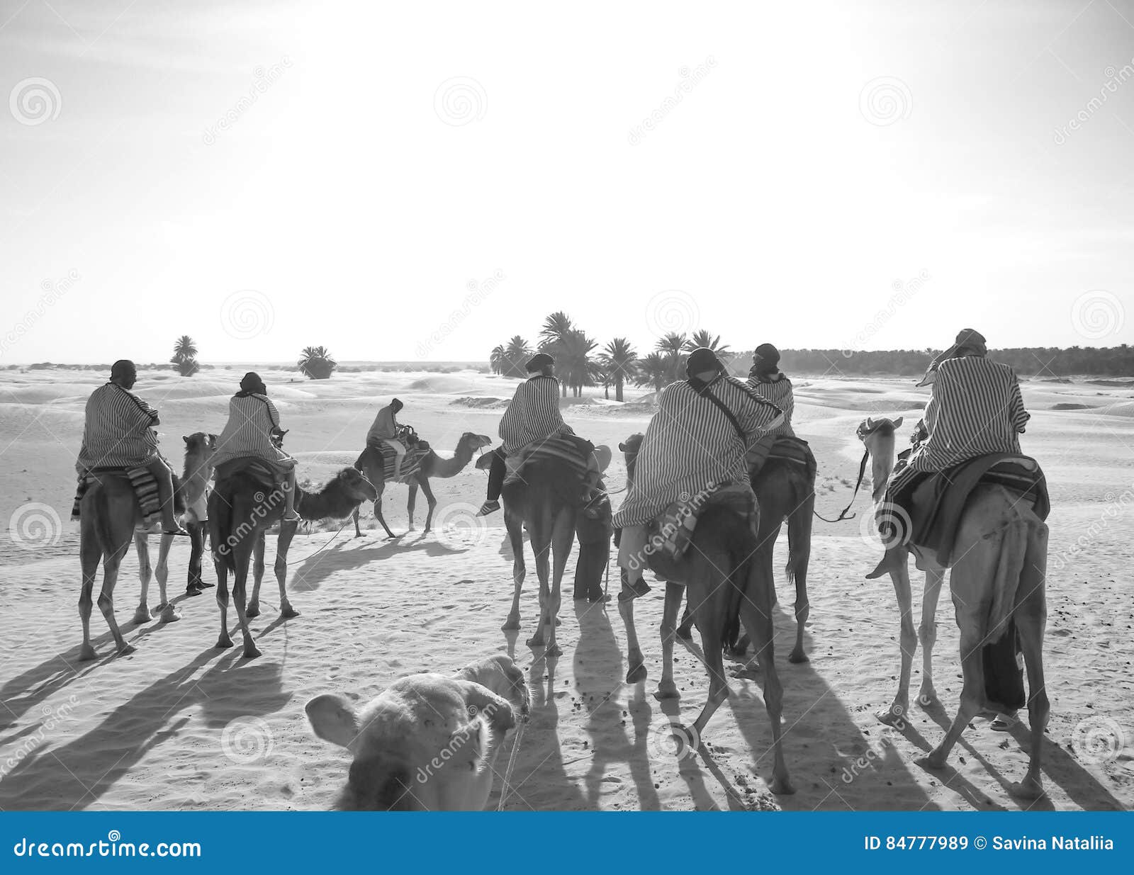 People Move on Camels in the Desert at Sunset. Editorial Stock Image ...