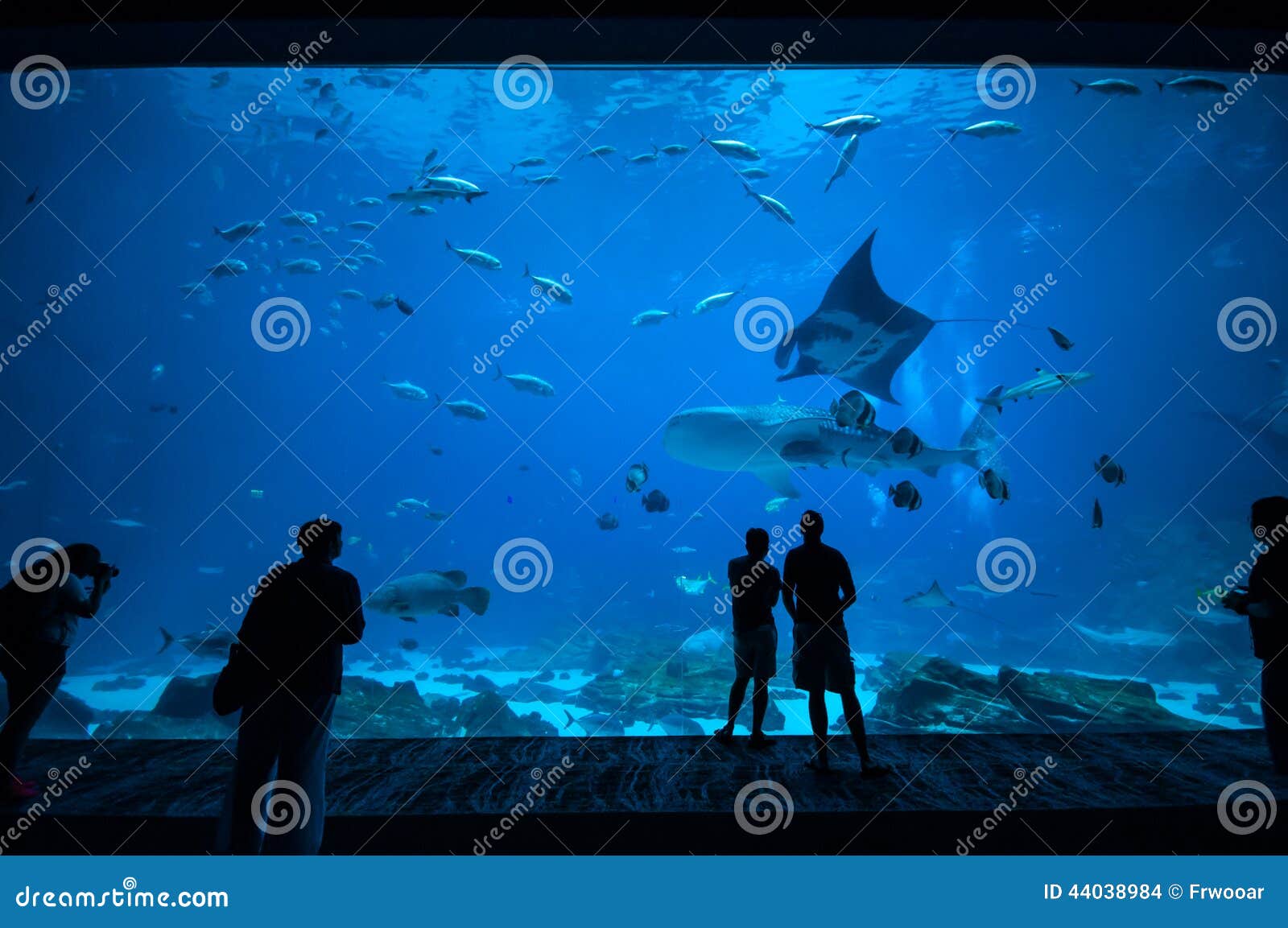 People Observing Fish at the Aquarium 3 Editorial Stock Image - Image ...