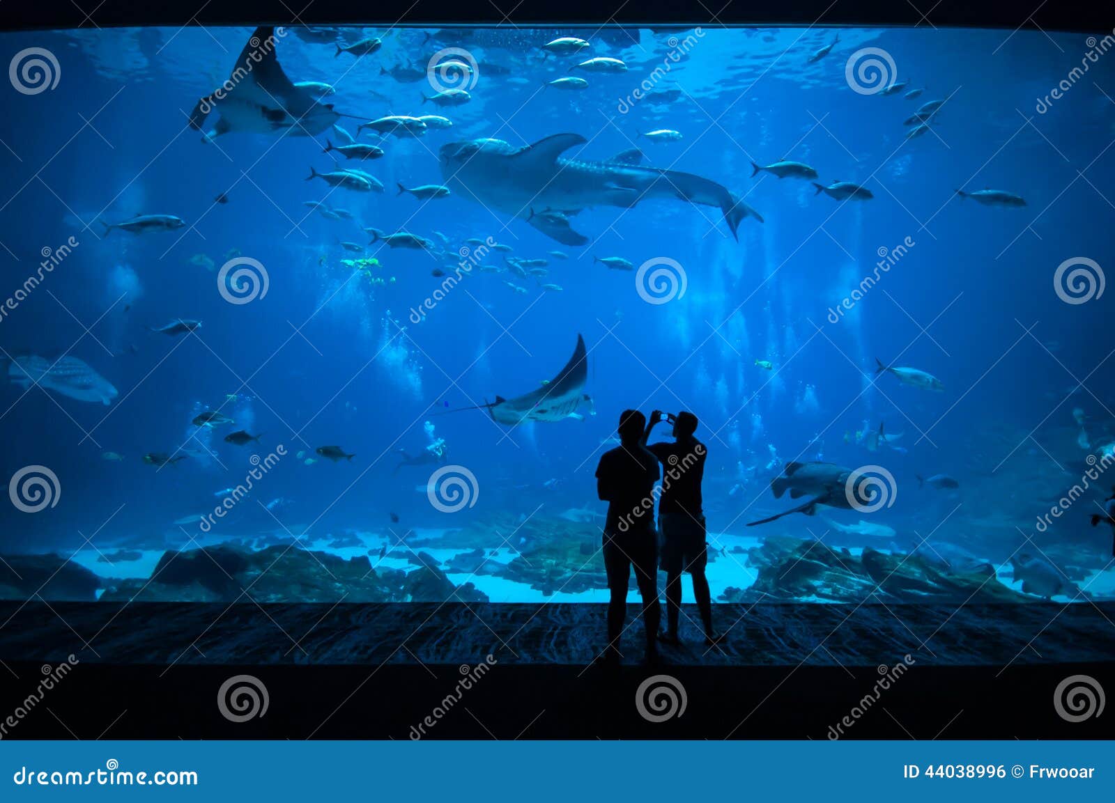 People Observing Fish at the Aquarium 1 Editorial Photo - Image of blue ...