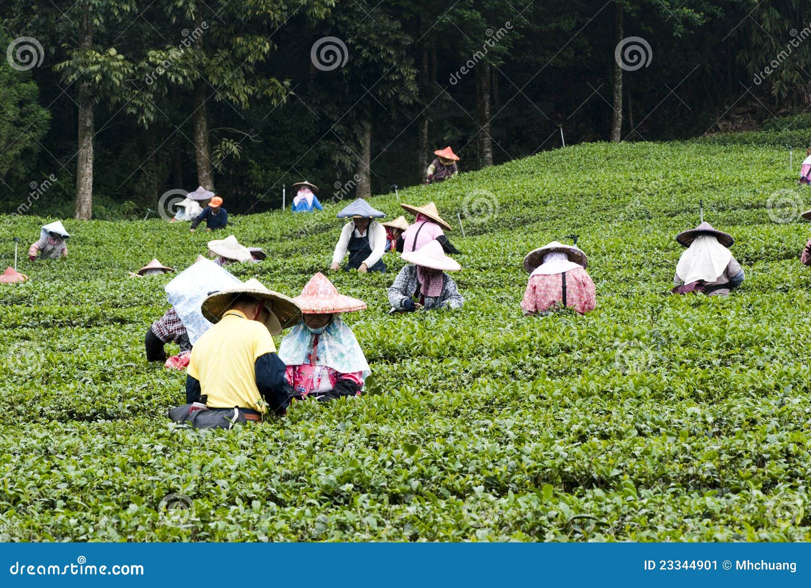 People pick tea editorial photo. Image of hill, field - 23344901