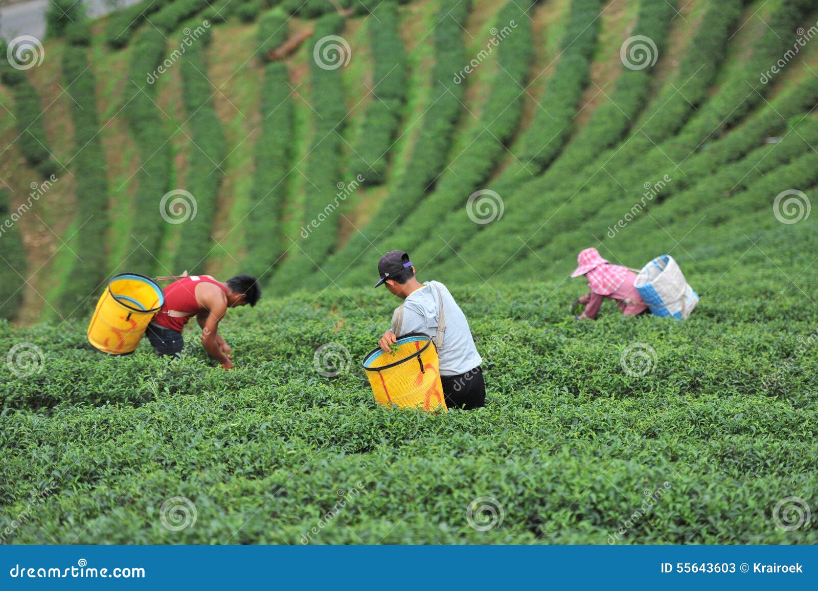 People pick tea editorial stock photo. Image of highland - 55643603